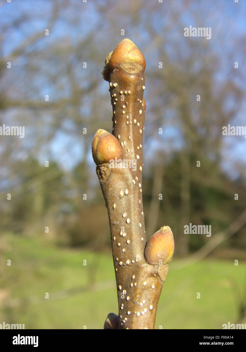 Spanish chestnut, sweet chestnut (Castanea sativa), winter buds ...