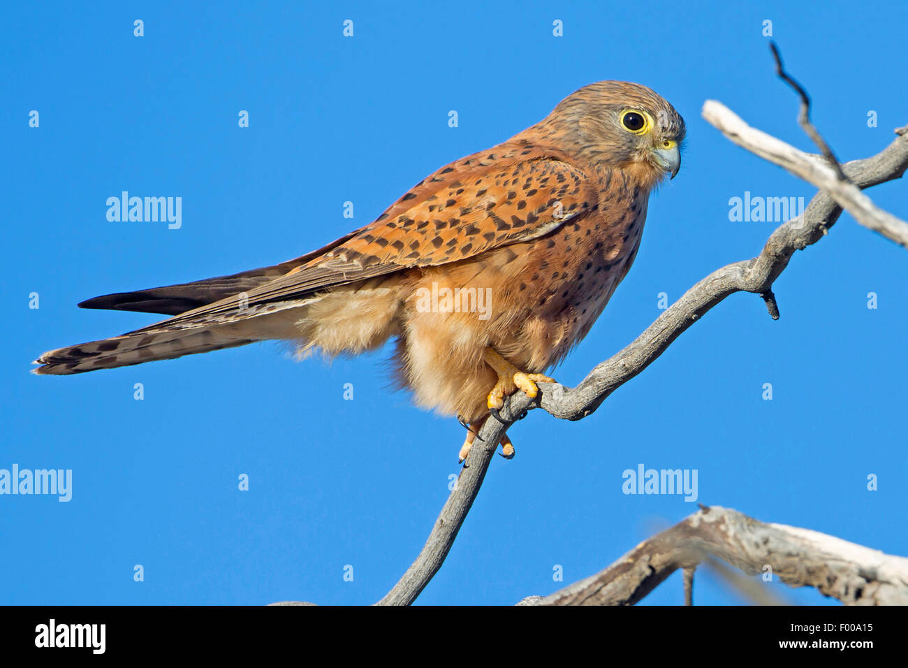 African kestrels hi-res stock photography and images - Alamy