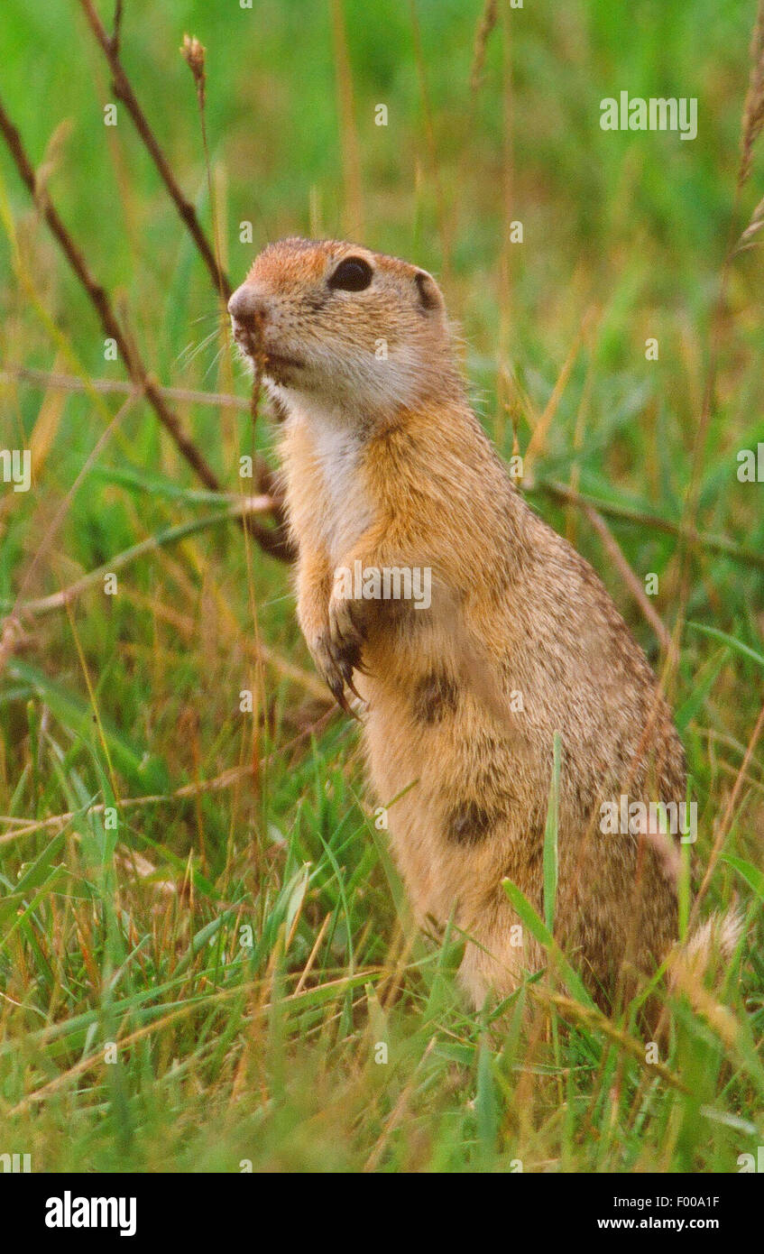 European ground squirrel, European suslik, European souslik (Citellus ...