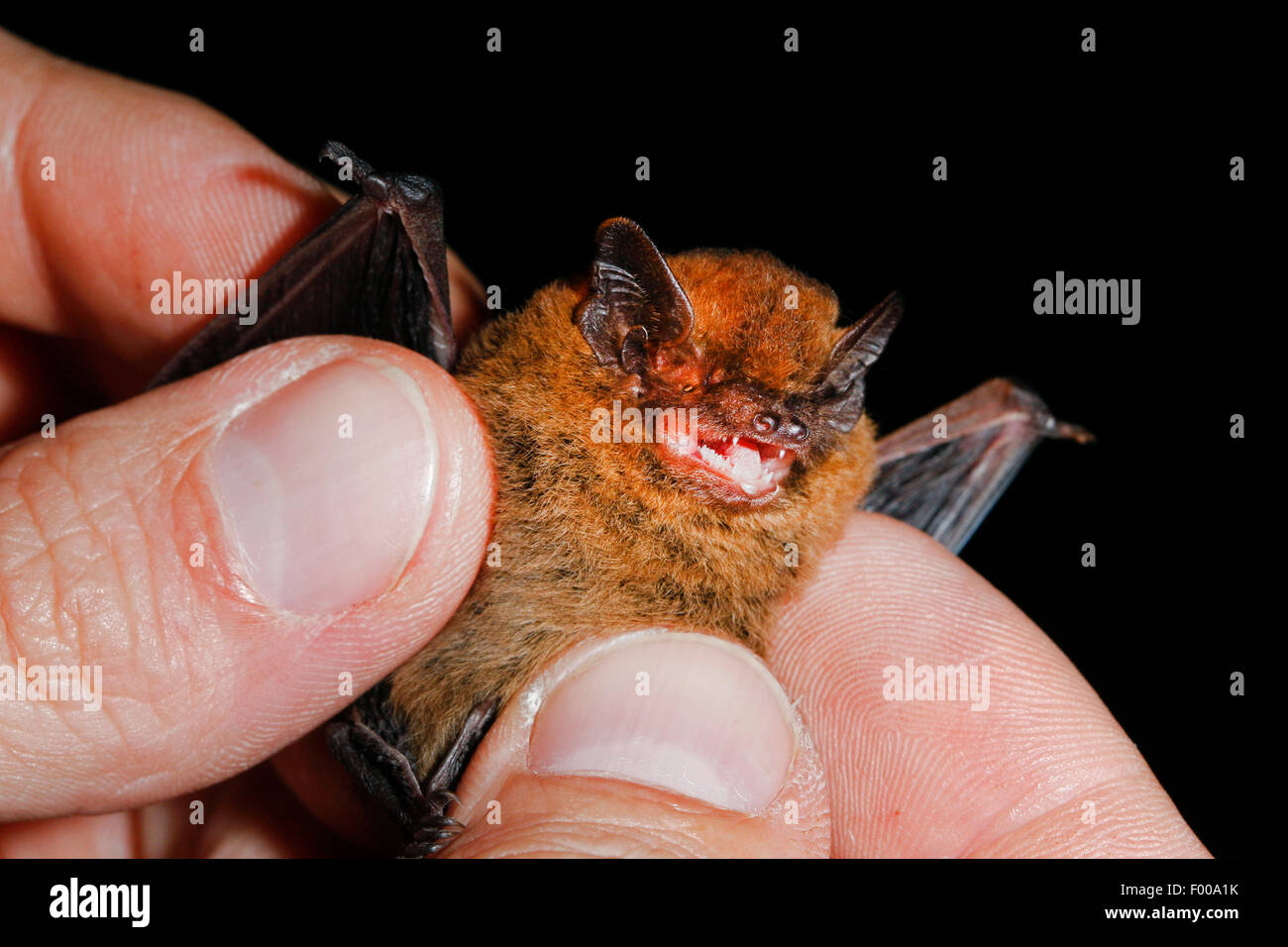 common pipistrelle (Pipistrellus pipistrellus), in Hand, examination ...