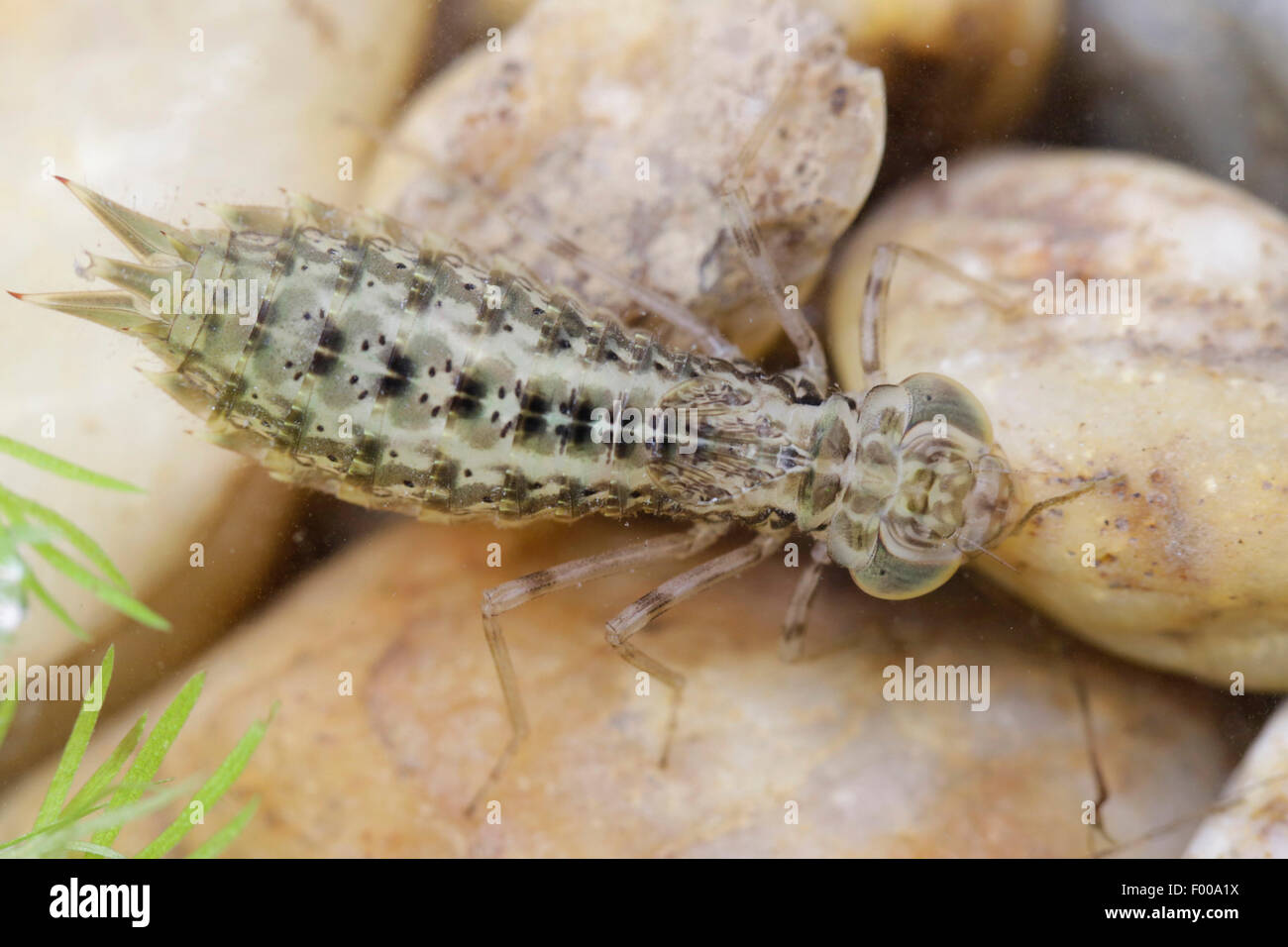 Dragonfly nymph underwater hi-res stock photography and images - Alamy