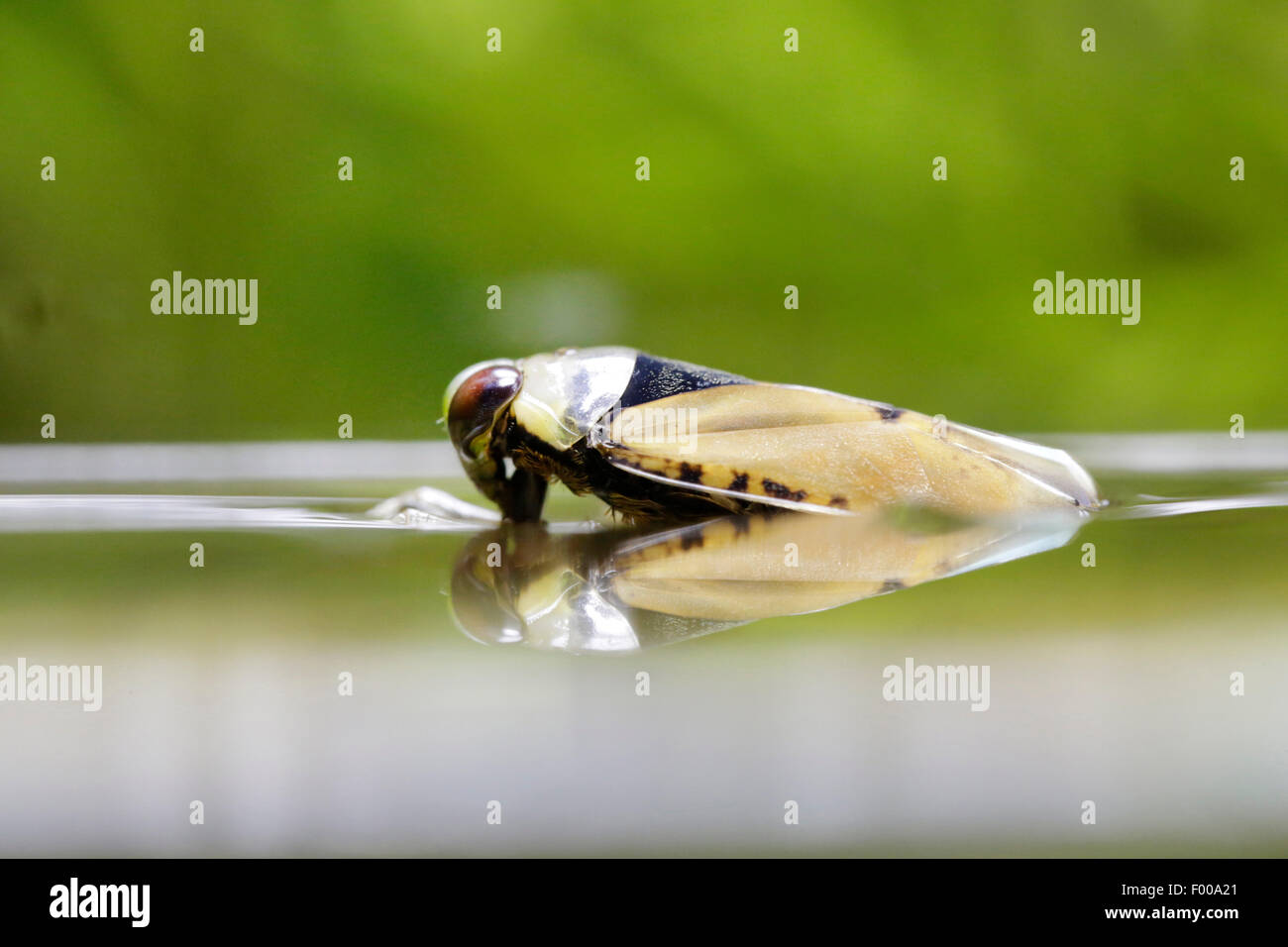 common backswimmer (Notonecta glauca), on the water, side view, Germany ...