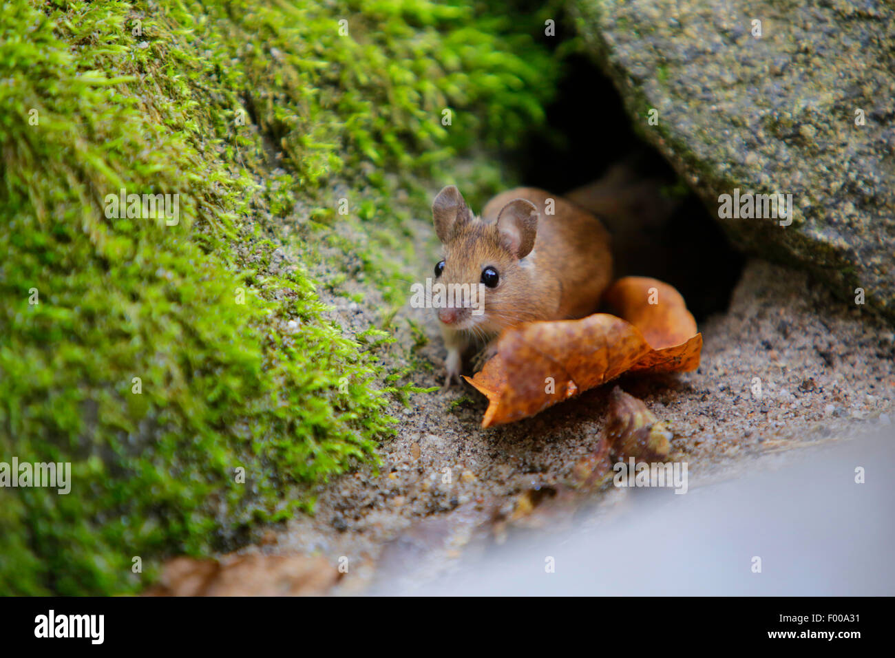 house mouse (Mus musculus), juvenile house mouse in front of nest entry, Germany, Bavaria Stock ...