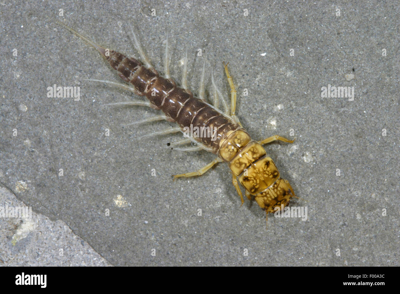 Alderfly Larvae