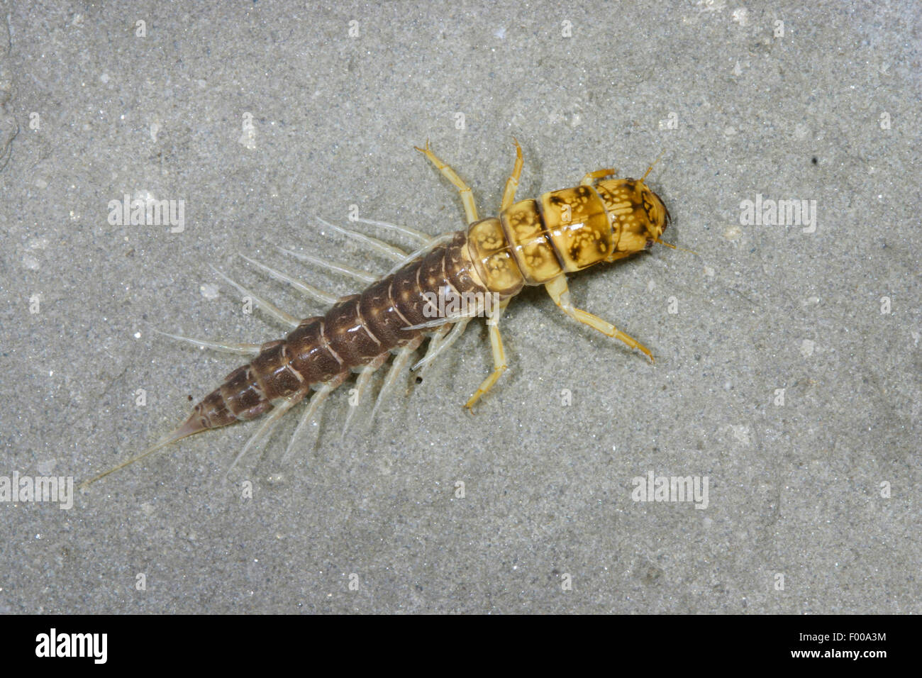 Alderfly Larvae Drawing