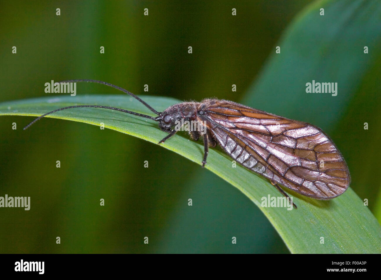 alderfly (Sialis spec.), on a leaf, Germany Stock Photo - Alamy
