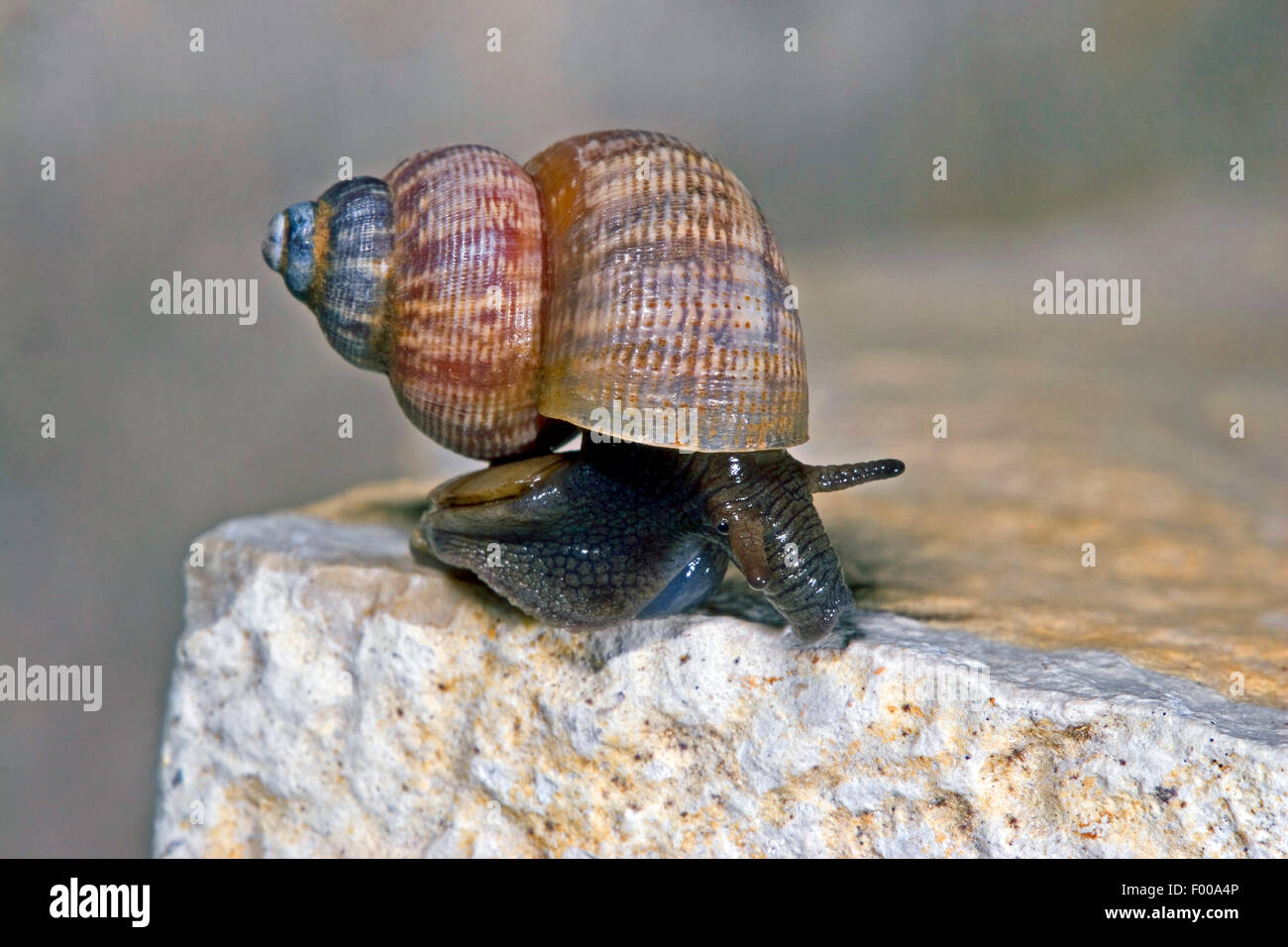Red-mouthed snail, Round-mouthed snail (Pomatias elegans), creeping on ...
