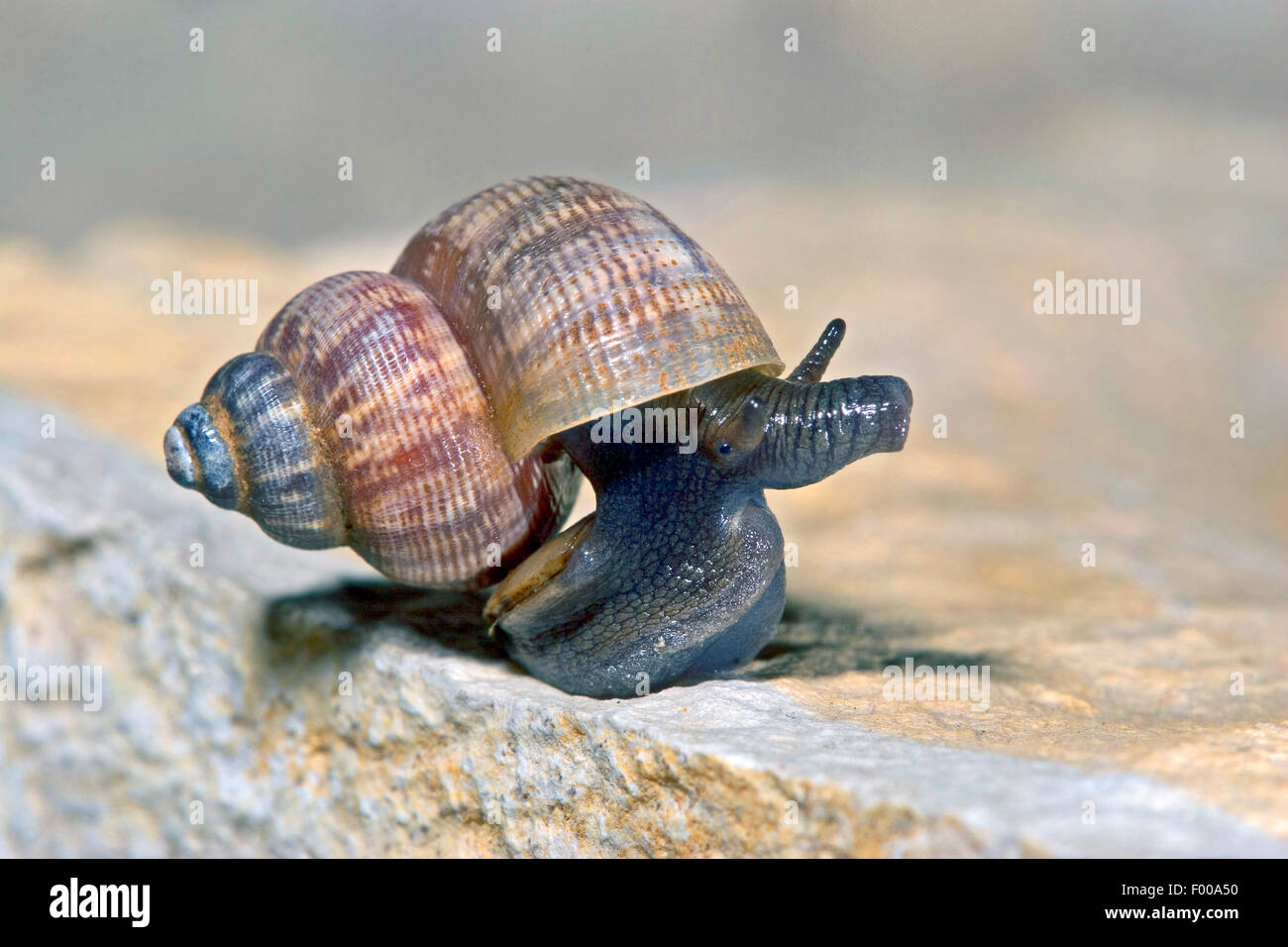 Round mouthed snail hi-res stock photography and images - Alamy