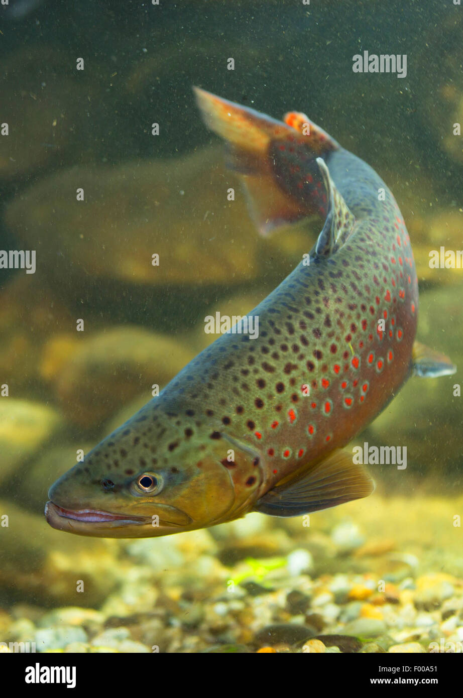 Trout Swimming Underwater - Anacetoz