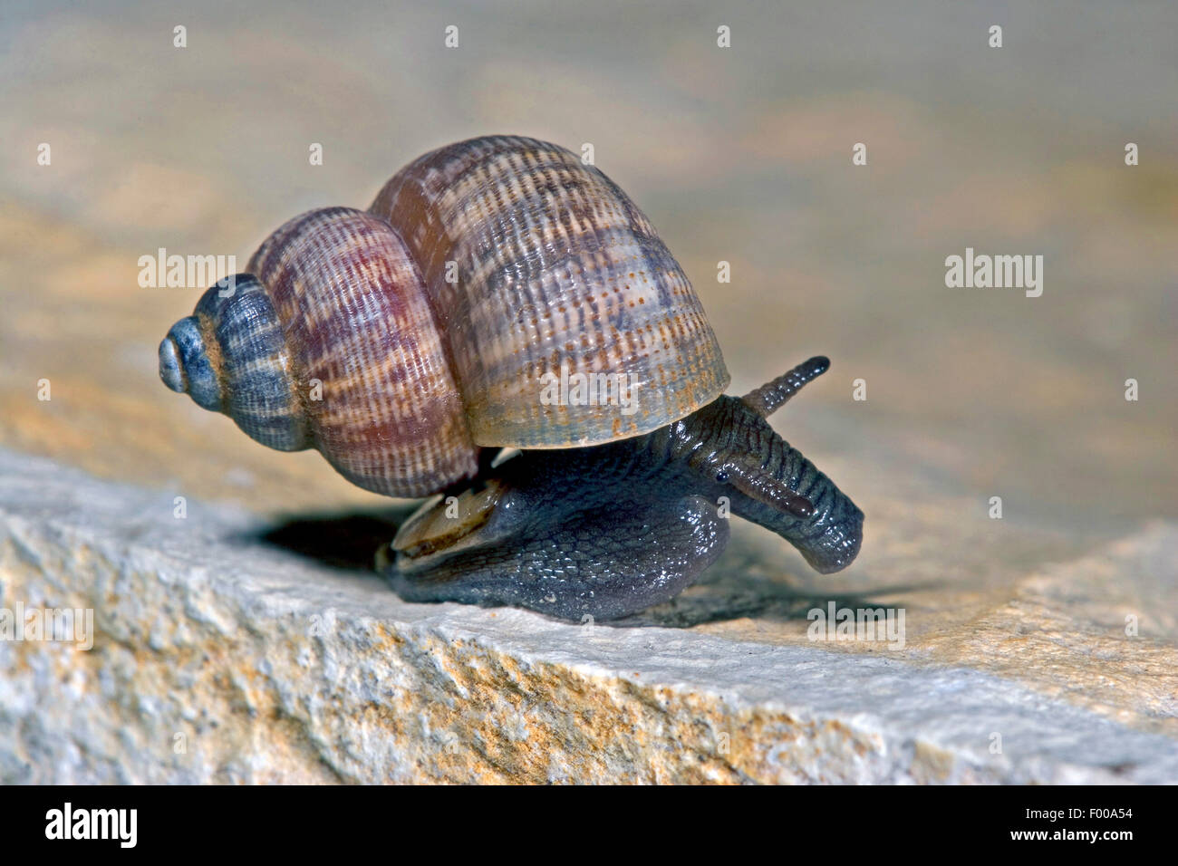 Round snail hi-res stock photography and images - Alamy