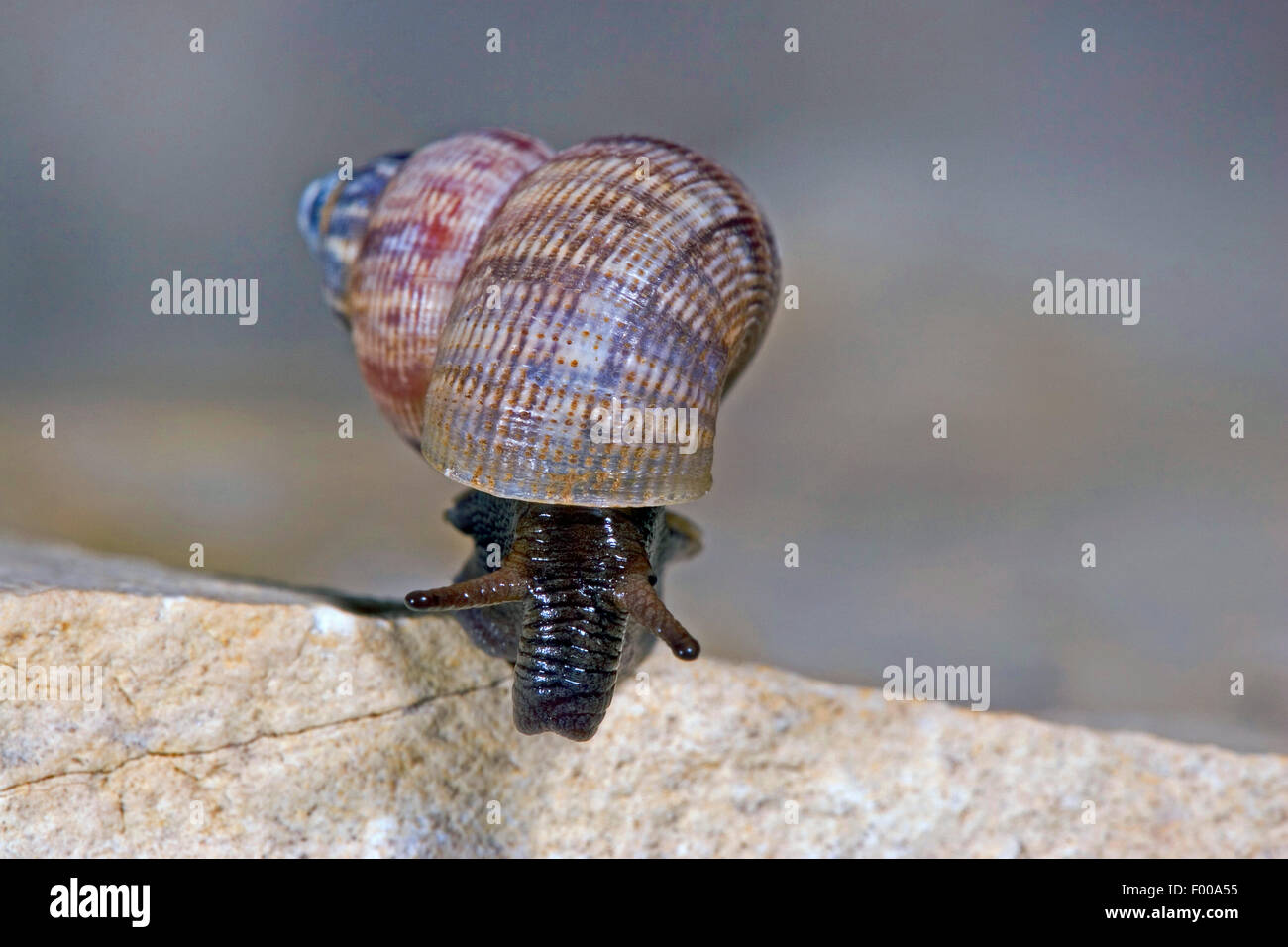 Round snail hi-res stock photography and images - Alamy