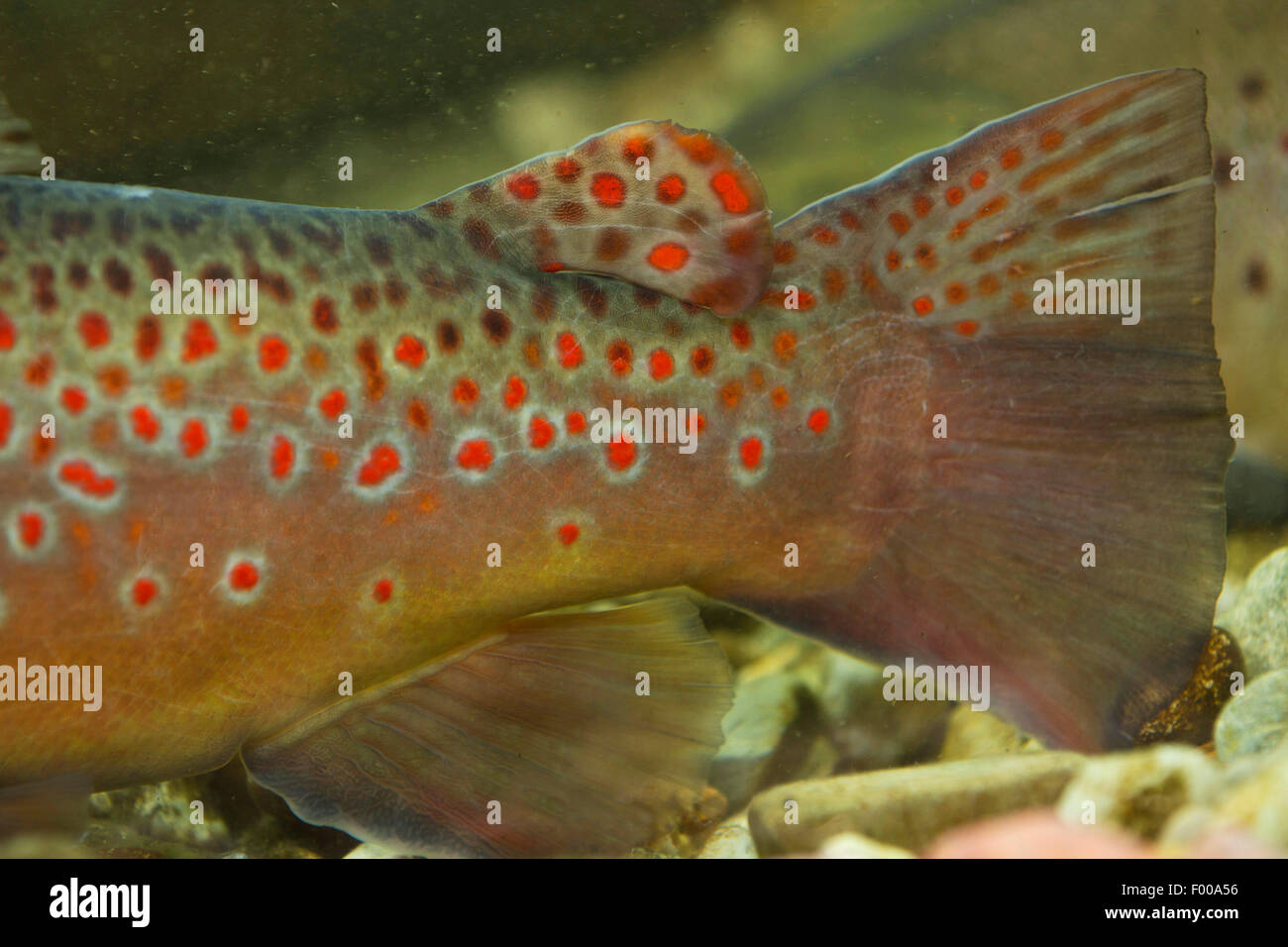 Closeups ups detail hi-res stock photography and images - Alamy