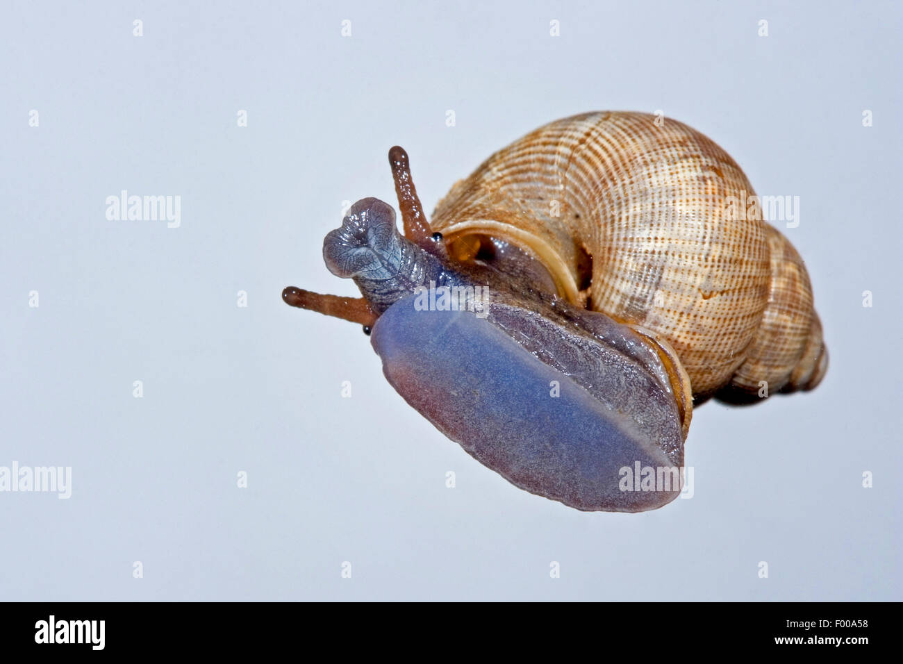 Round central panel hi-res stock photography and images - Alamy