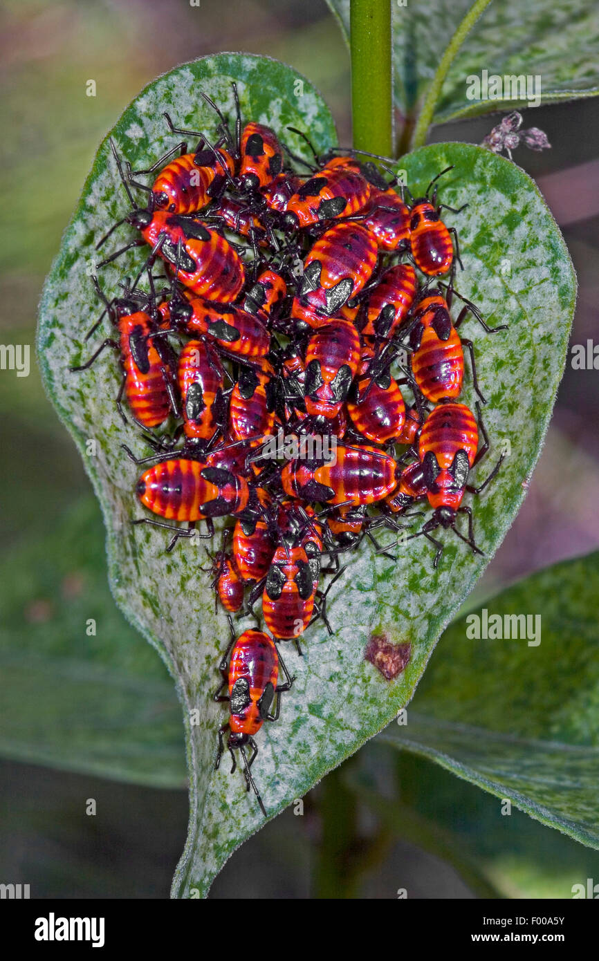 Ground Bug, Lygaeid bug (Tropidothorax leucopterus), nymphs feeding on ...