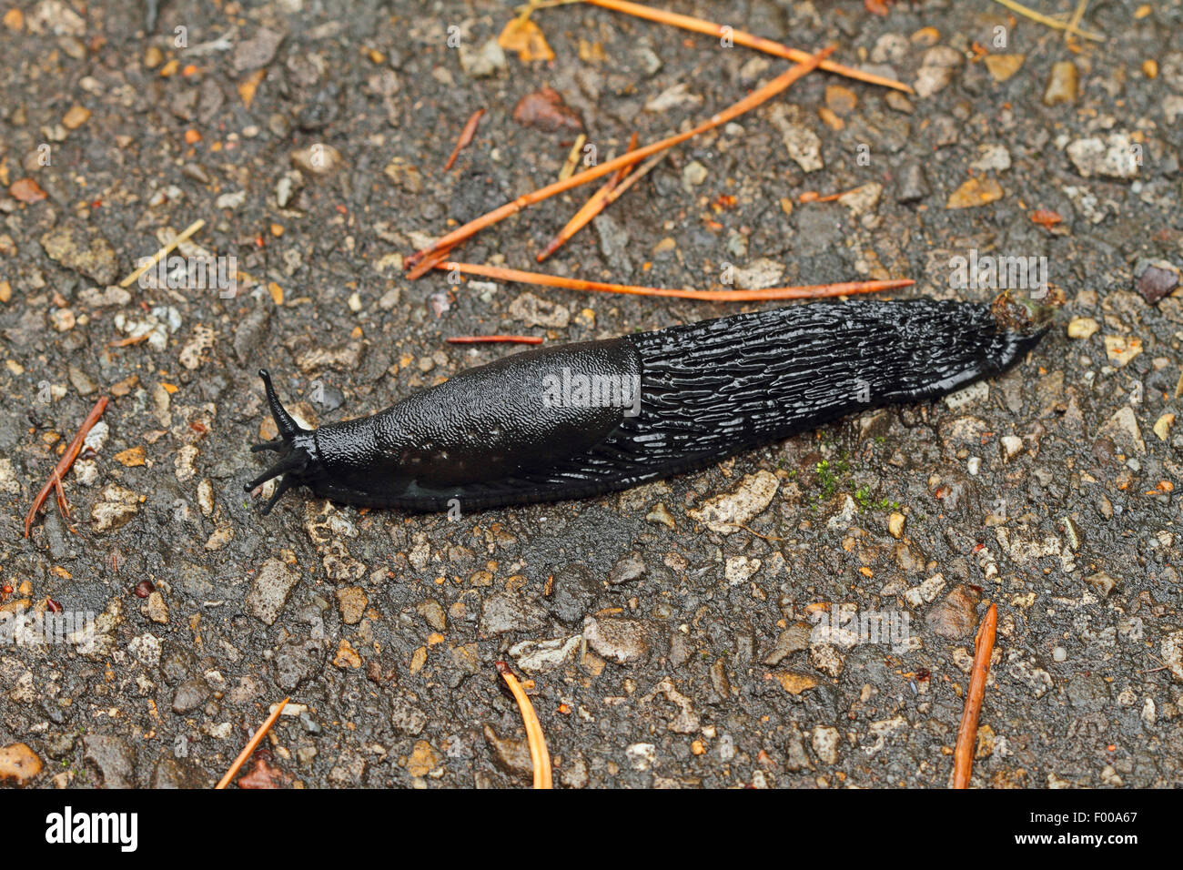 Arion rufus hi-res stock photography and images - Alamy