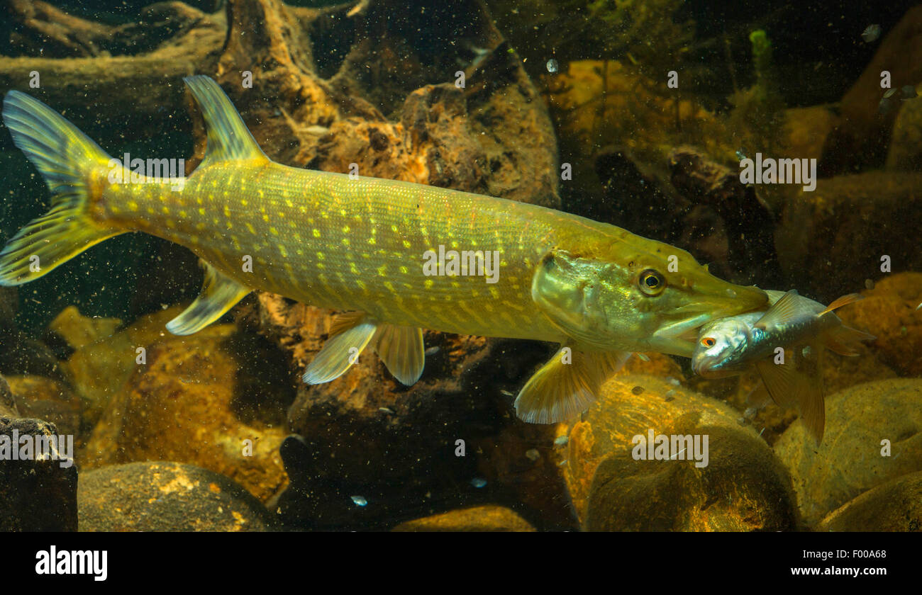 pike, northern pike (Esox lucius), with caught roach, Germany Stock ...