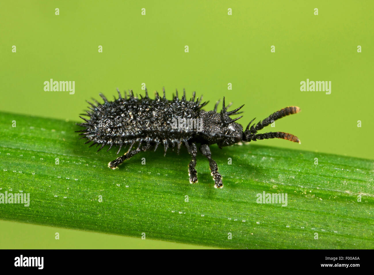 Spiny leaf beetle, Leaf-mining beetle, Wedge-shaped leaf beetle ...