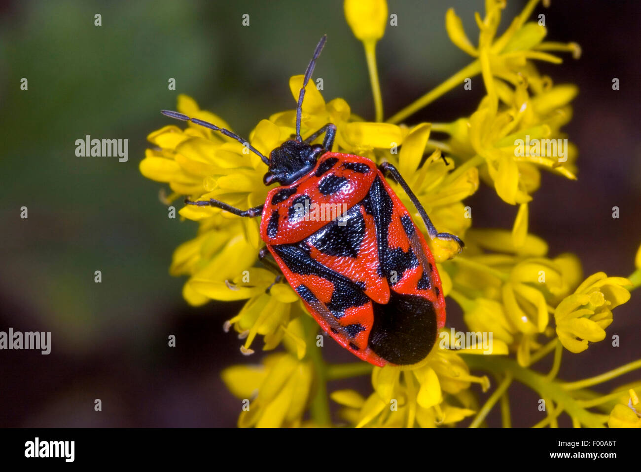 Ornate cabbage bug (Eurydema ornata, Eurydema ornatum), on yellow ...