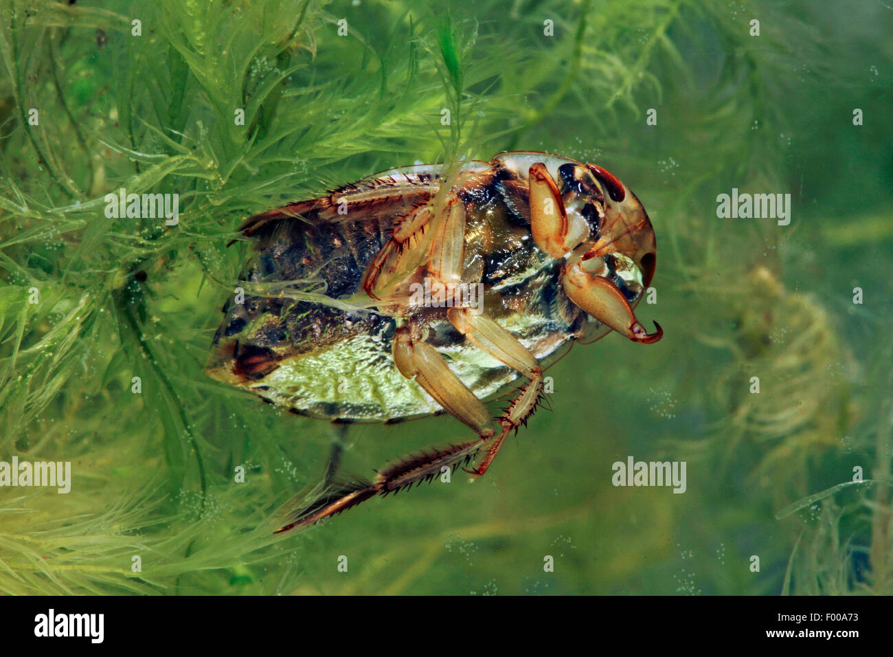Saucer bugs hi-res stock photography and images - Alamy