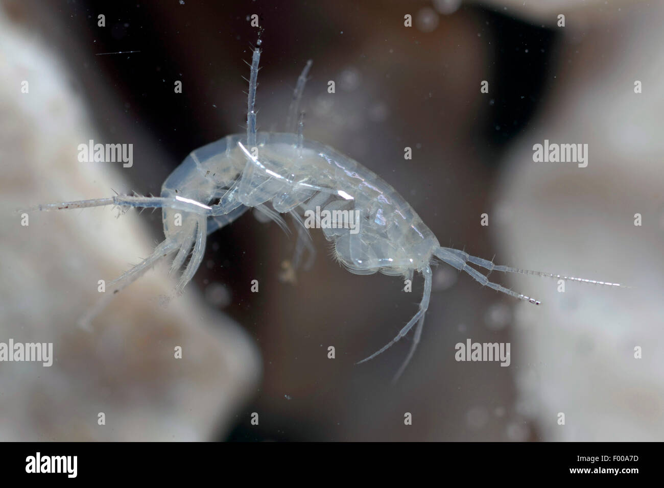 Niphargus bavarica (Niphargus bavarica), close-up , Germany, Bavaria ...
