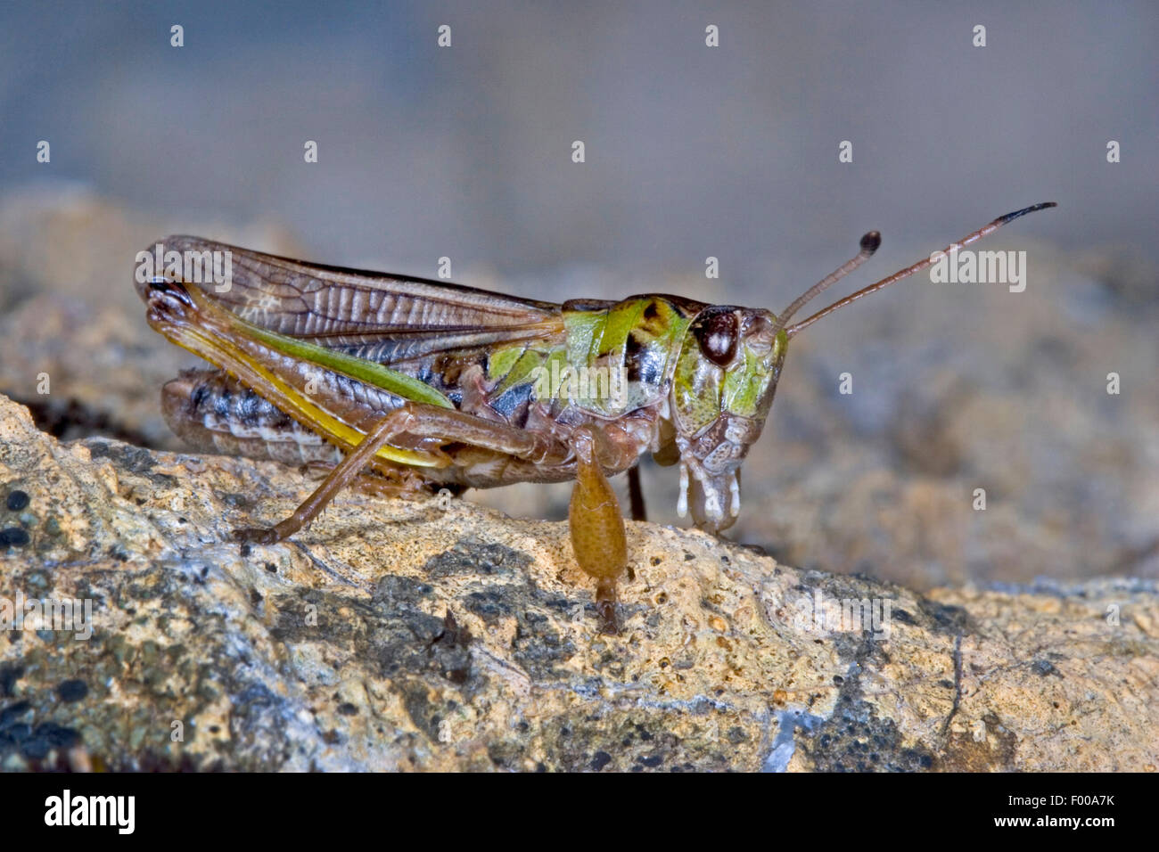 club-legged grasshopper, Sibirian grasshopper (Gomphocerus sibiricus ...