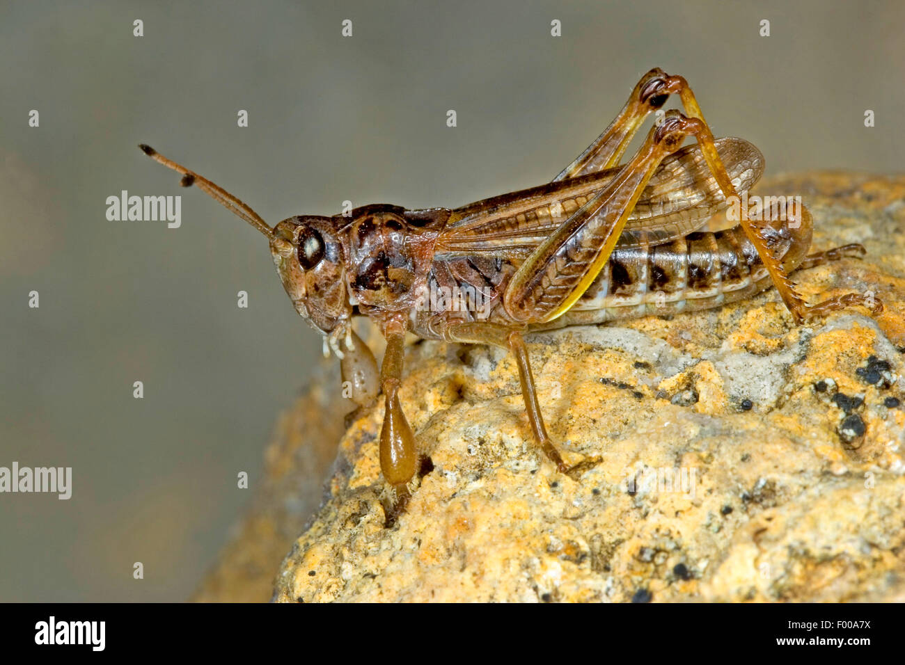 club-legged grasshopper, Sibirian grasshopper (Gomphocerus sibiricus ...