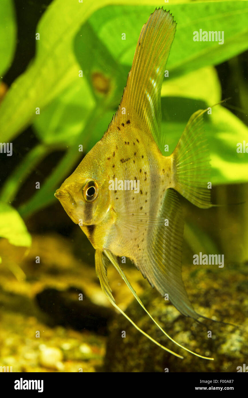 Black angel fish hi-res stock photography and images - Alamy