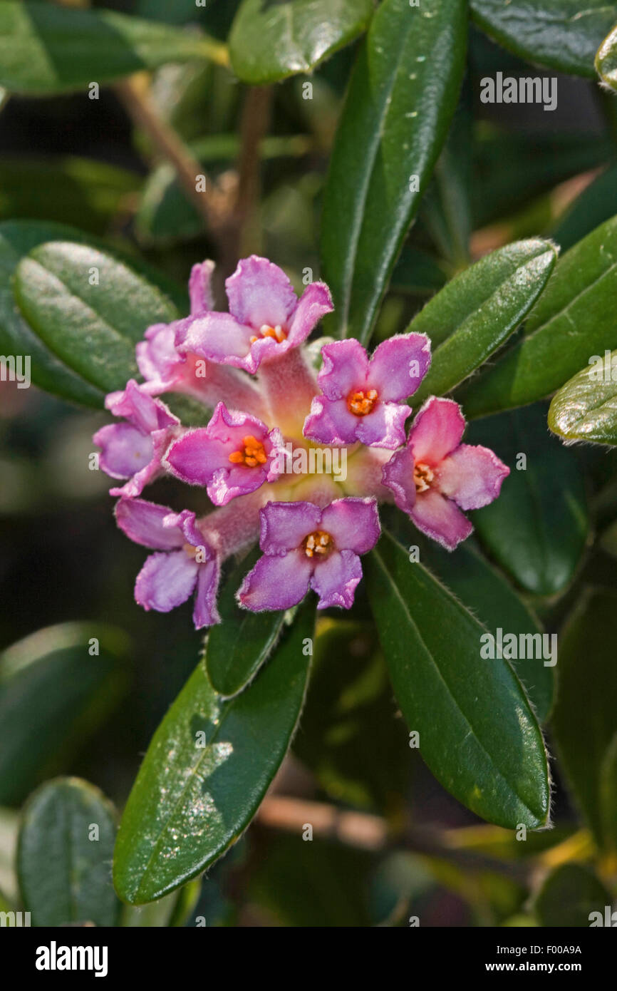 Daphne sericea daphne sericea hi-res stock photography and images - Alamy