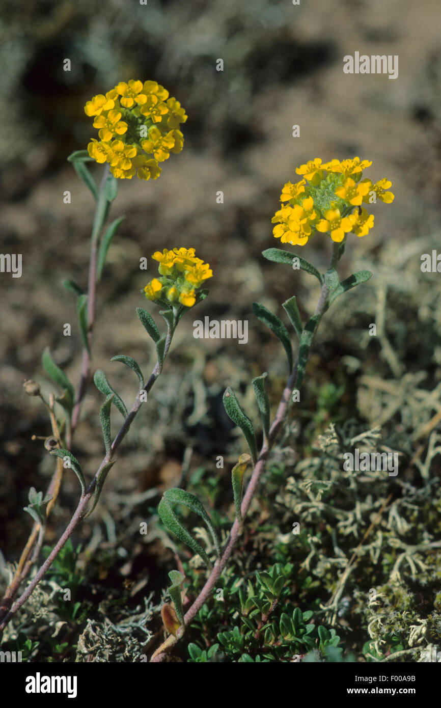 Mountain Alison, Mountain Alyssum (Alyssum montanum), blooming, Germany ...