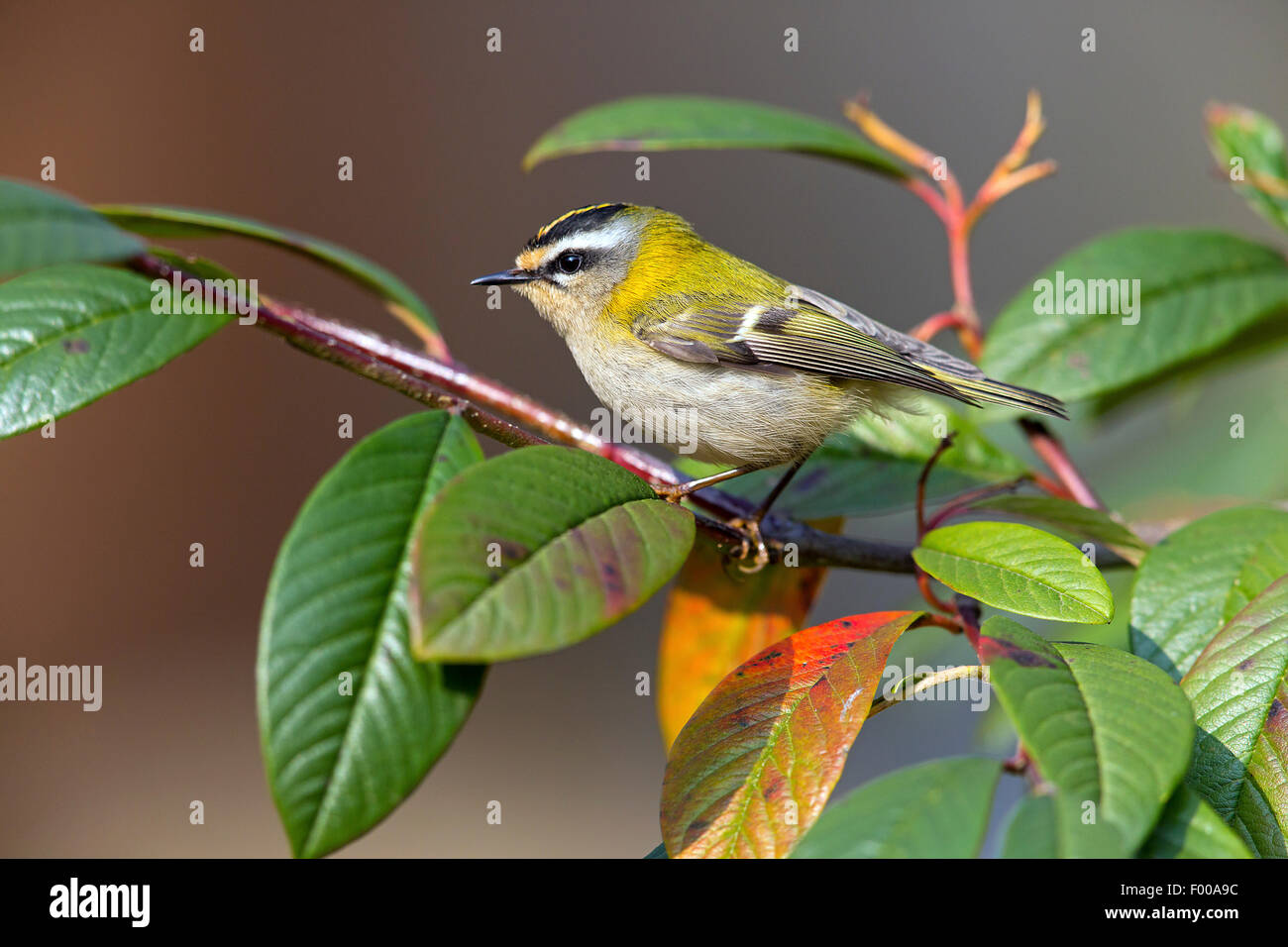 Firecrests hi-res stock photography and images - Alamy