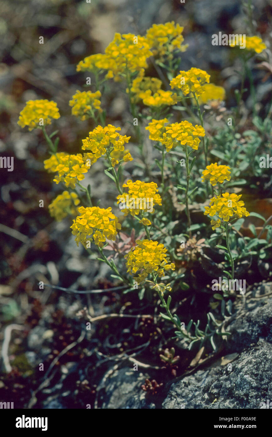 Alpine alison alpine alyssum alyssum hi-res stock photography and ...