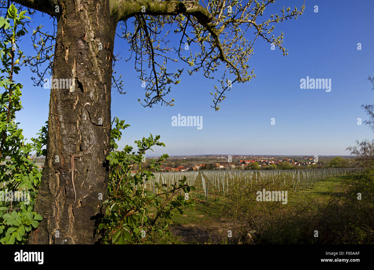 Tree climbing lizards hi-res stock photography and images - Alamy