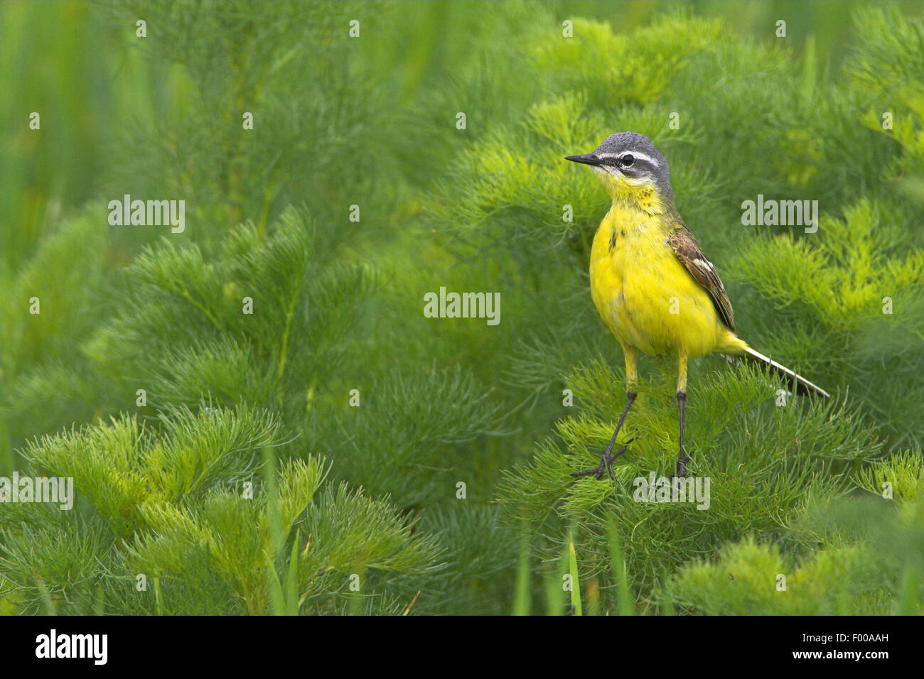 Yellow wagtail (Motacilla flava), sitting in a shrub, Germany, Baden ...