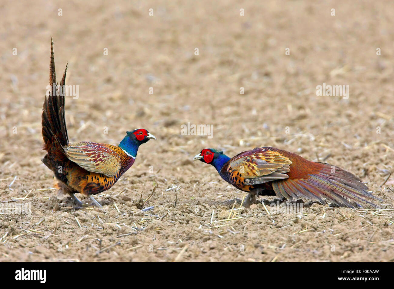 common pheasant, Caucasus Pheasant, Caucasian Pheasant (Phasianus ...