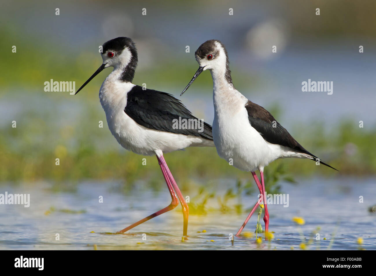black-winged stilt (Himantopus himantopus), two black-winged stilts ...