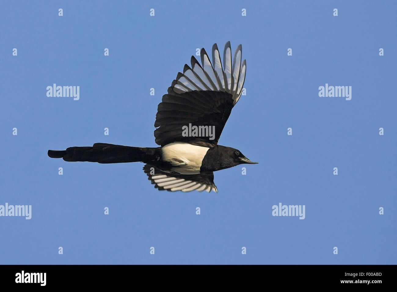 Black Billed Magpie Flying