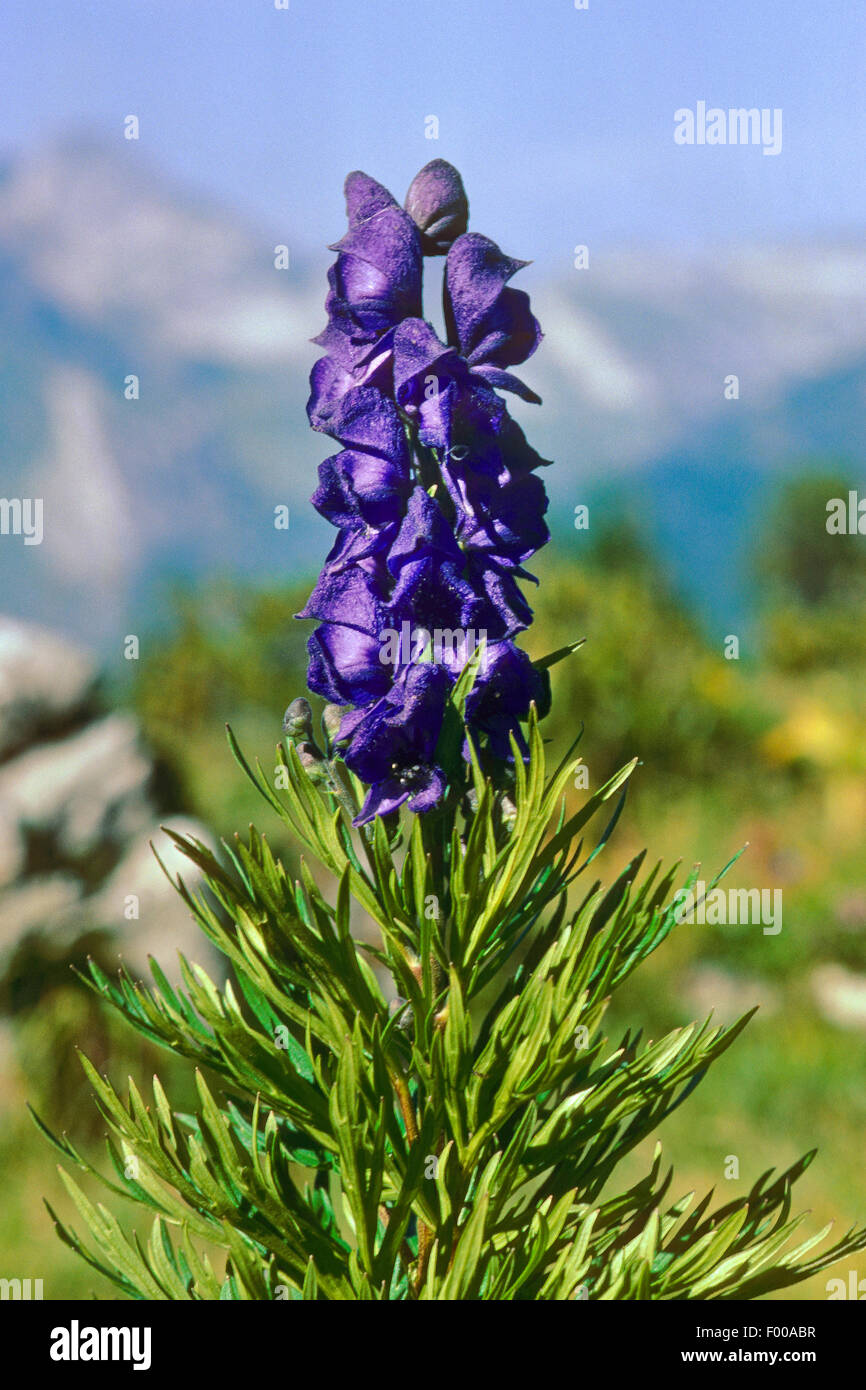 monk's-hood, true monkshood, garden monkshood (Aconitum napellus ...