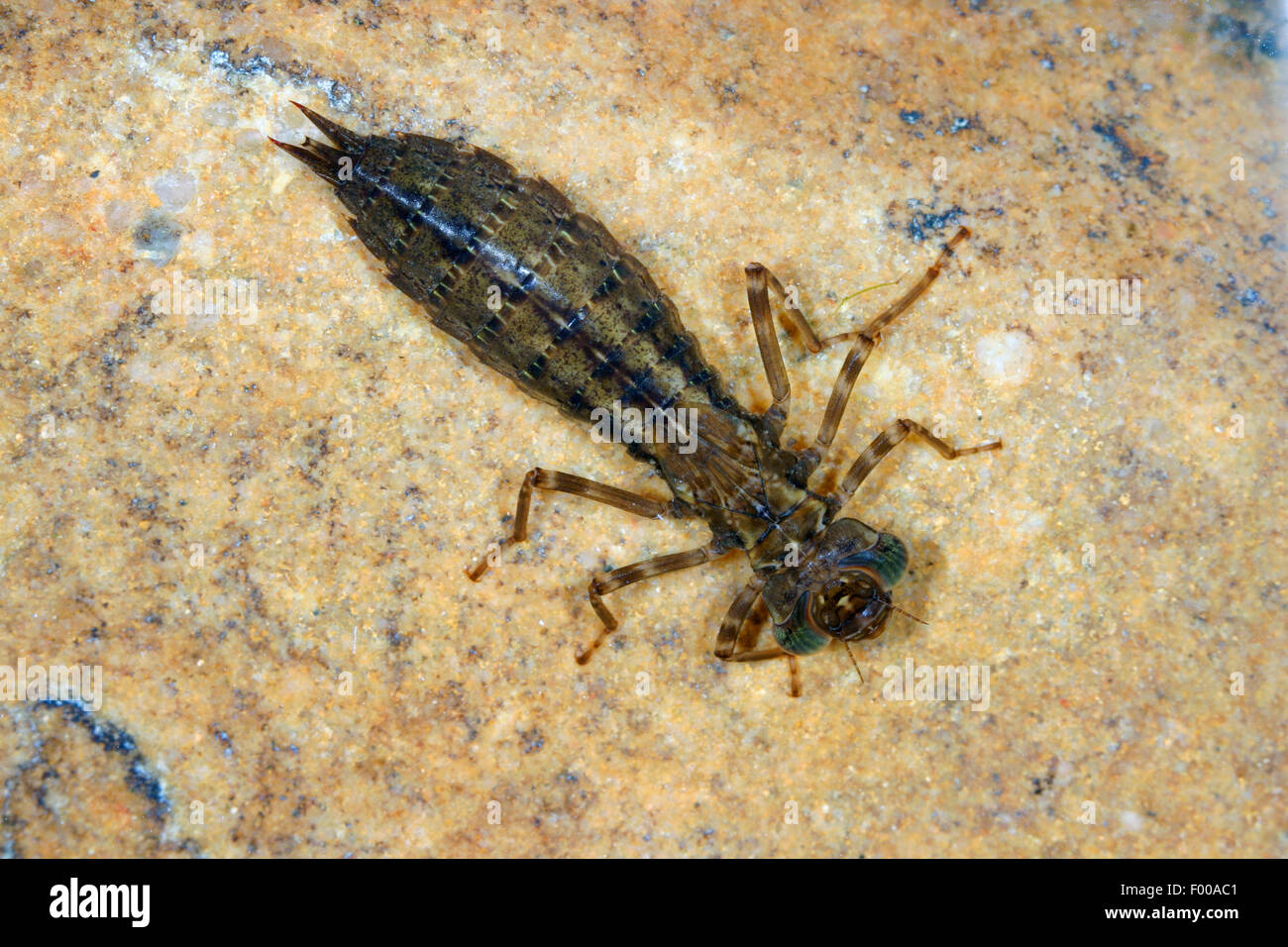 blue-green darner, southern aeshna, southern hawker (Aeshna cyanea ...