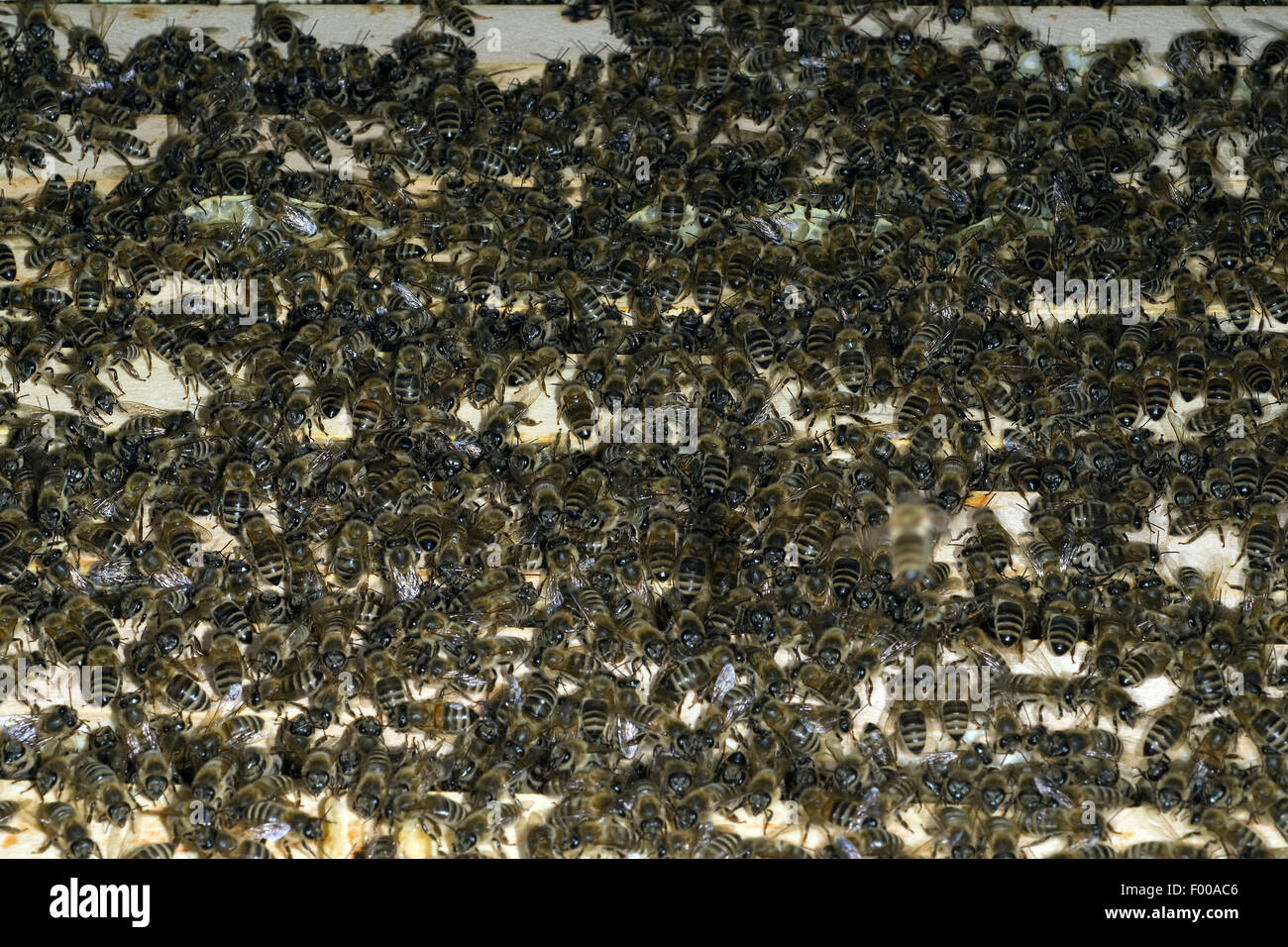 Bienenlarve hi-res stock photography and images - Alamy