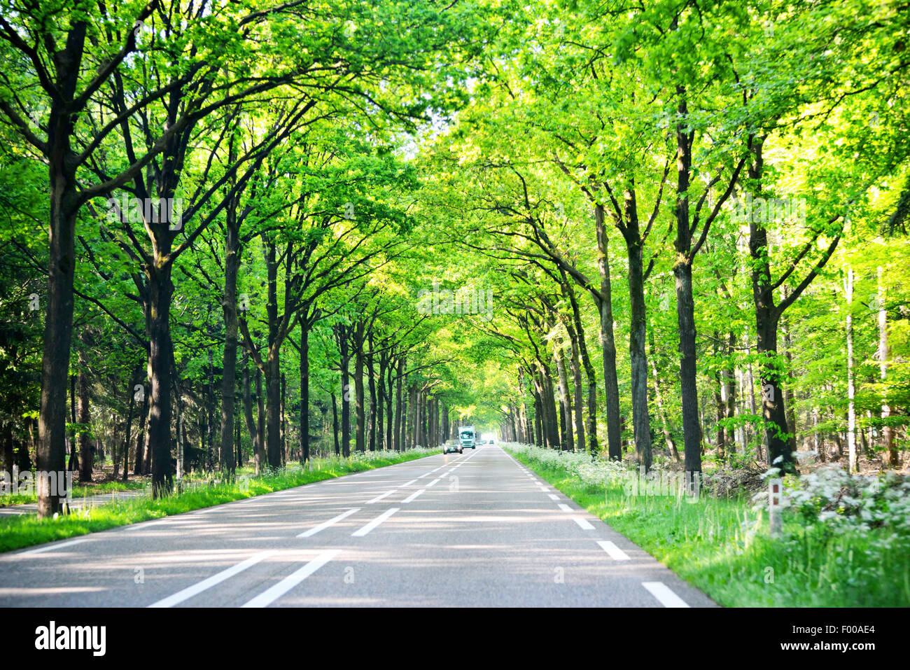 Wooded country road in the countryside of Belgium, Europe Stock Photo ...