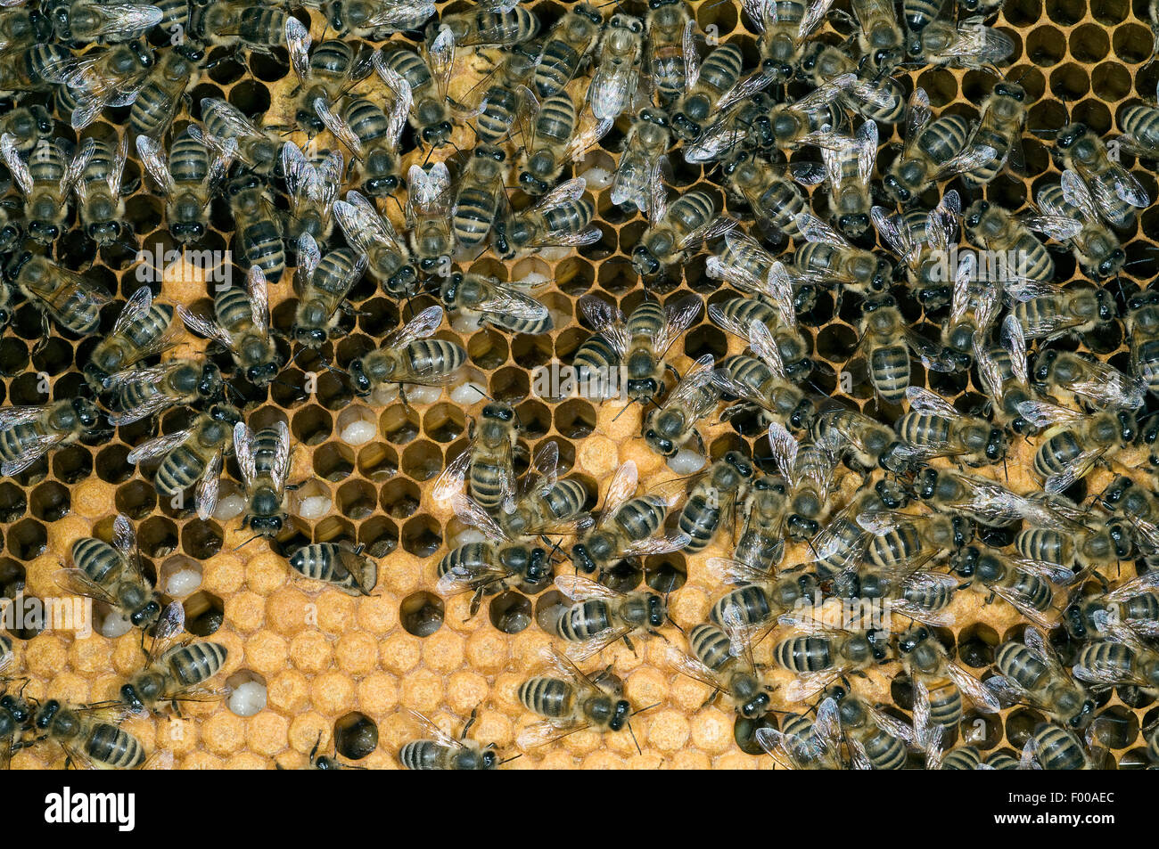 Bienenlarve hi-res stock photography and images - Alamy