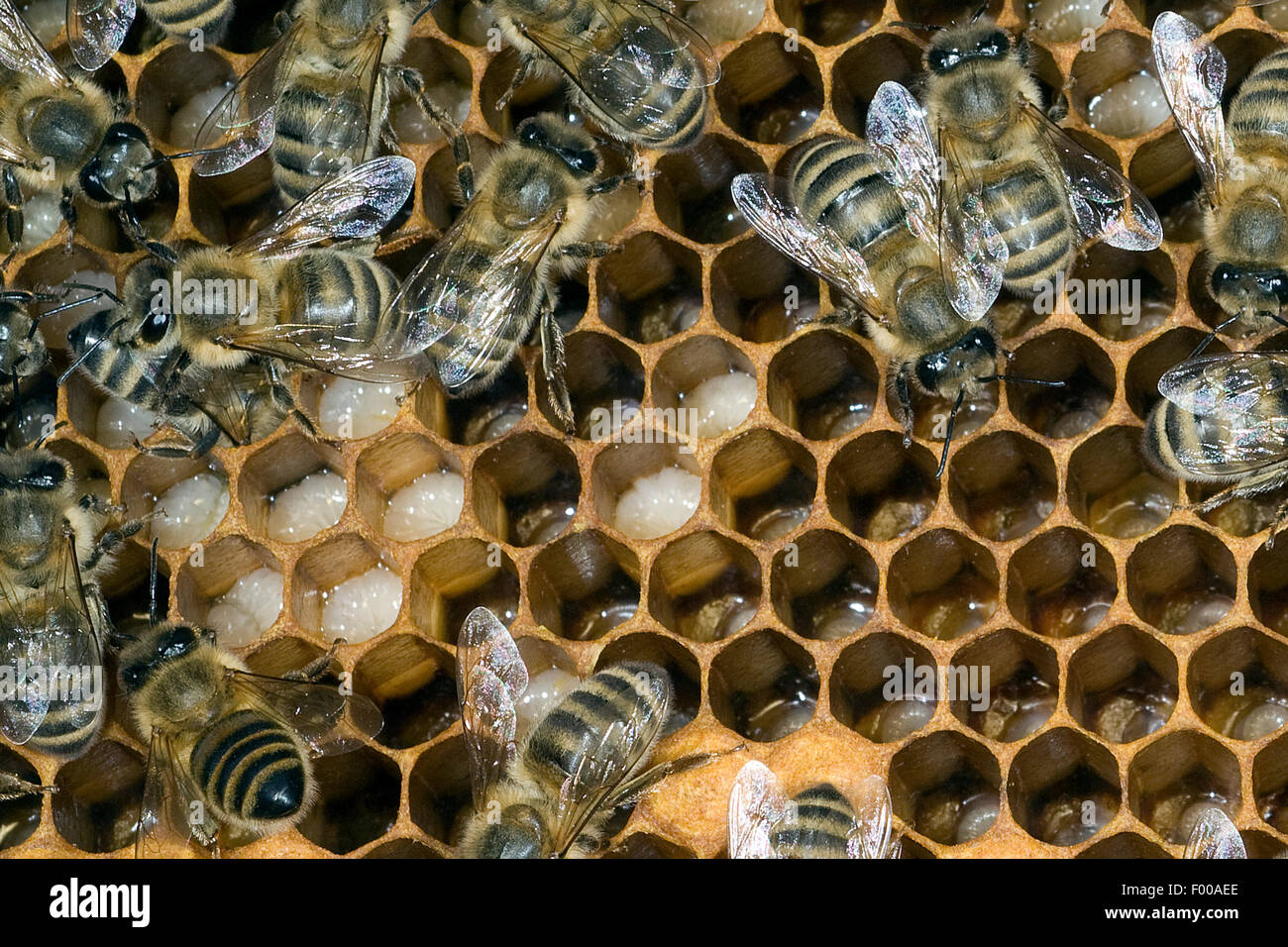 Bienenlarve hi-res stock photography and images - Alamy
