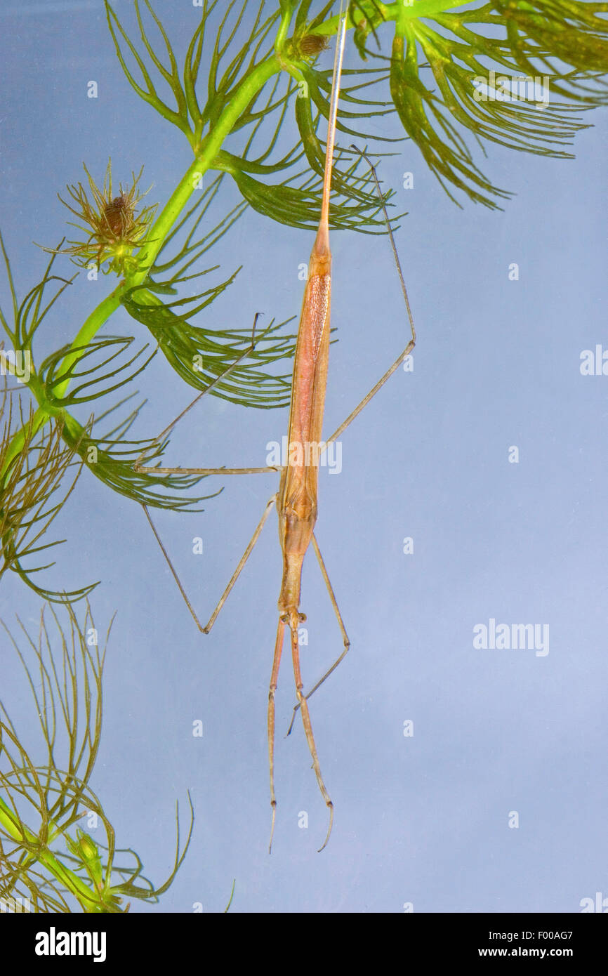 Water Stick Insect, Long-bodied Water Scorpion, Needle Bug (Ranatra ...