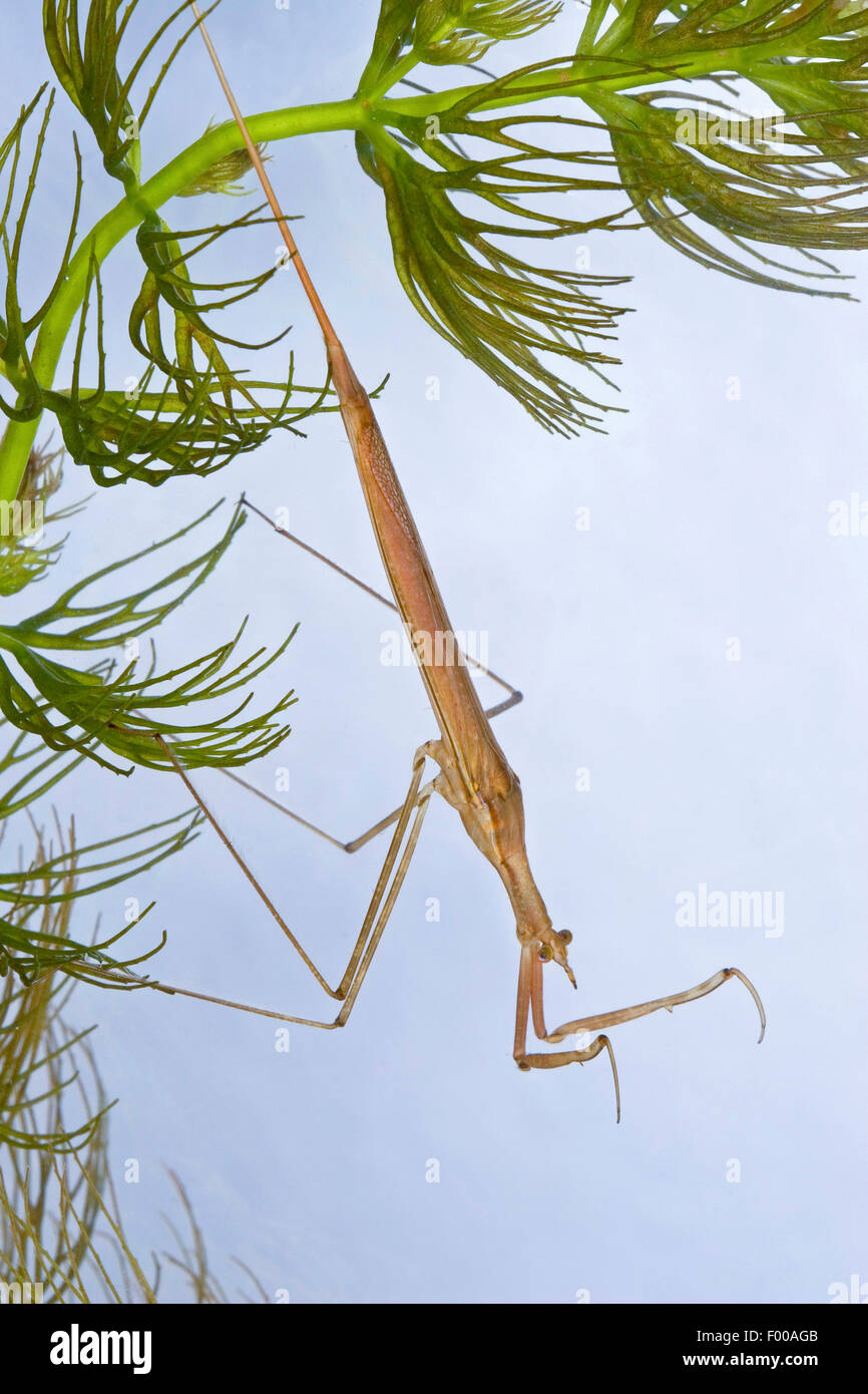 Water Stick Insect, Long-bodied Water Scorpion, Needle Bug (Ranatra ...