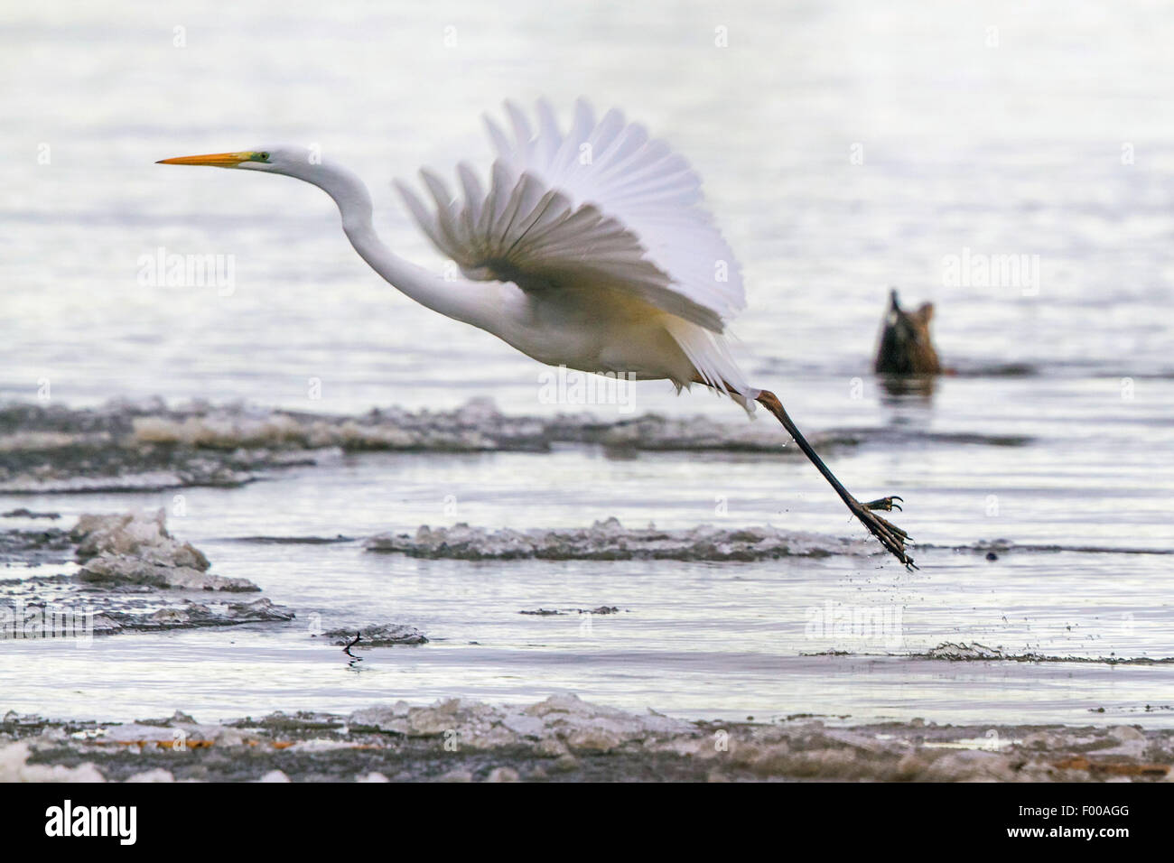 great egret, Great White Egret (Egretta alba, Casmerodius albus, Ardea ...