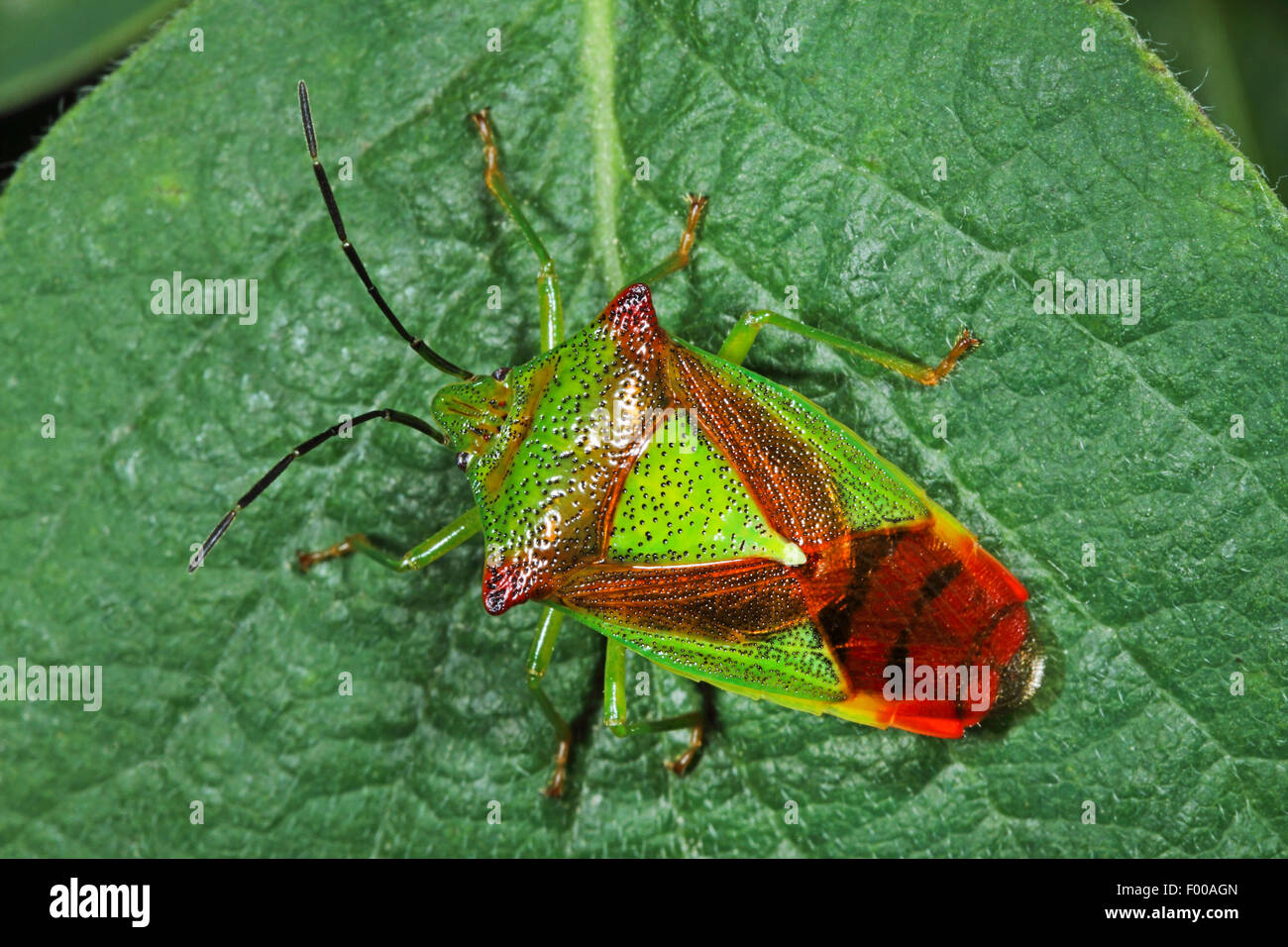 Shieldbug hi-res stock photography and images - Alamy