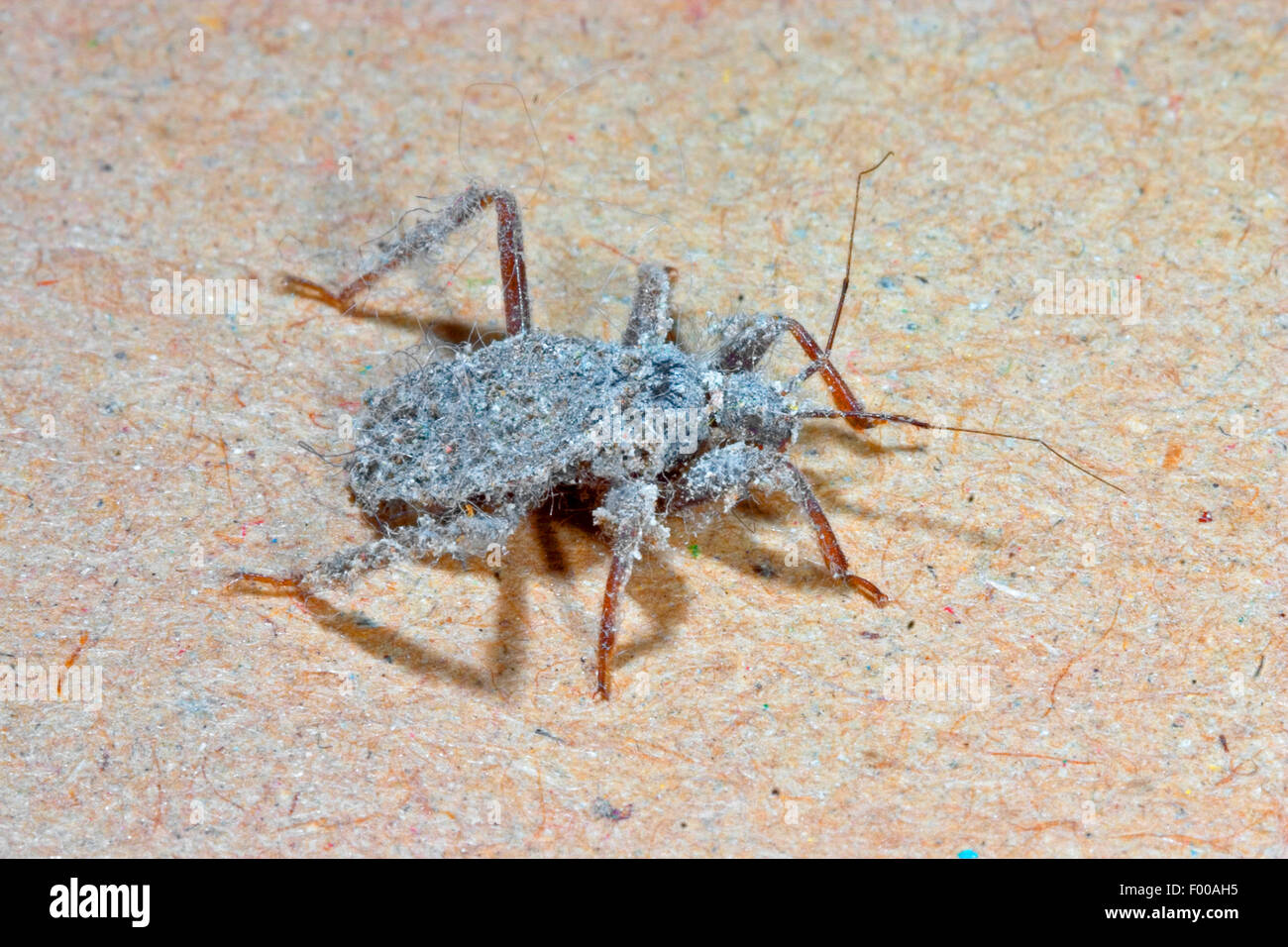 Masked hunter bug, Fly bug (Reduvius personatus), nymph, Germany Stock ...