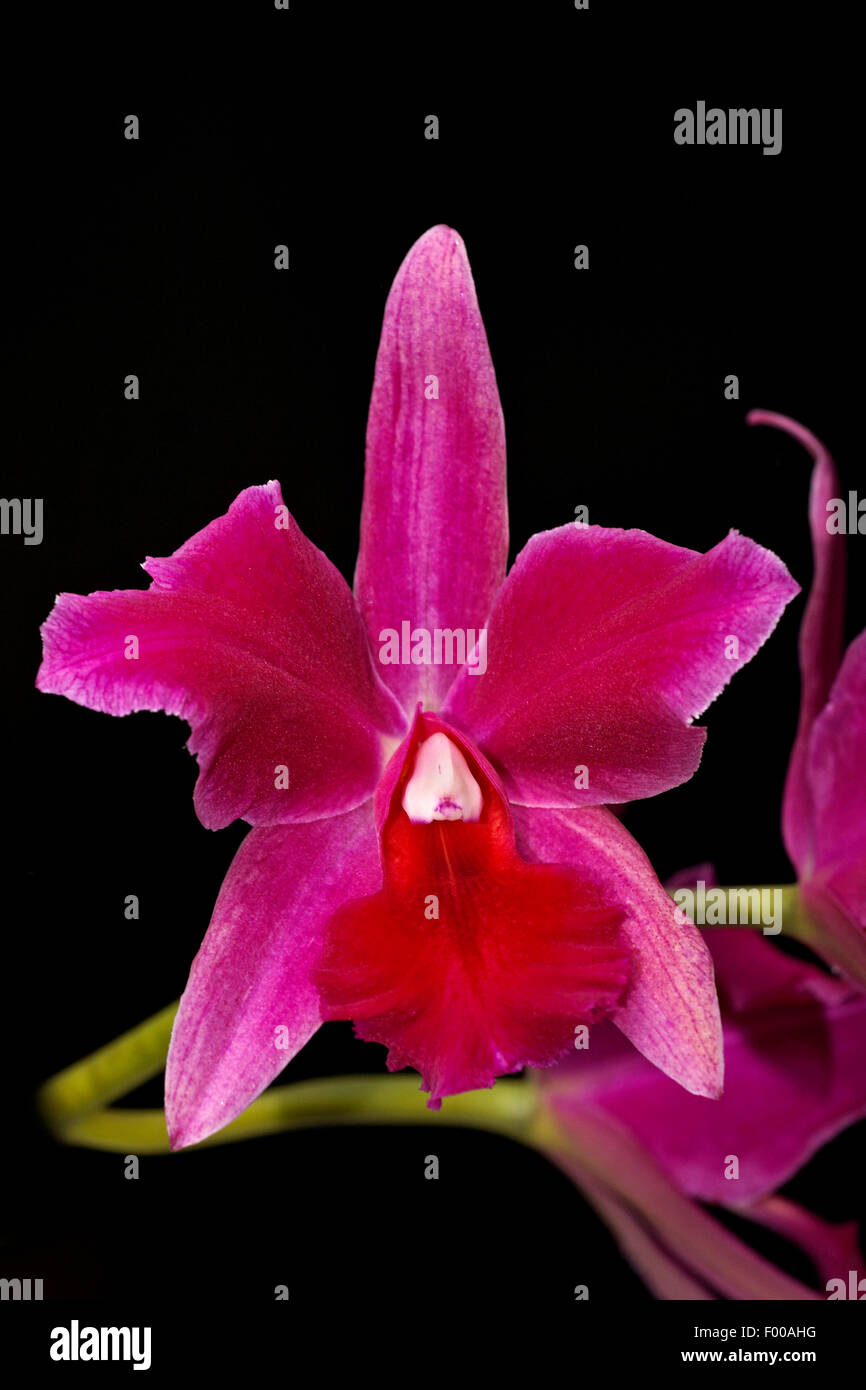 Cattleya orchid (Cattleya spec.), flower Stock Photo - Alamy