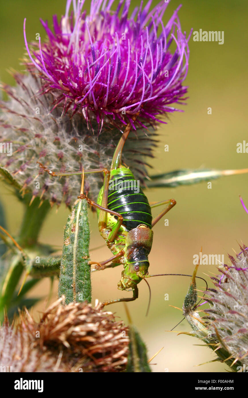 Common saddle-backed bushcricket, tizi (Ephippiger ephippiger ...