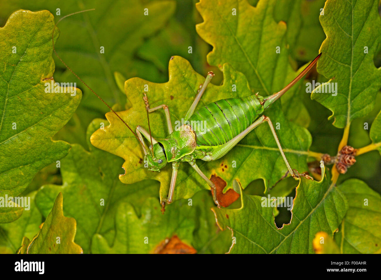Common saddle-backed bushcricket, tizi (Ephippiger ephippiger ...